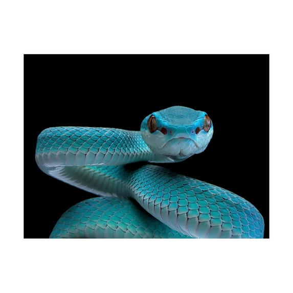 Diamond Art Kits for Adults, Blue Viper Snake1 Frameless Diamond Art ...