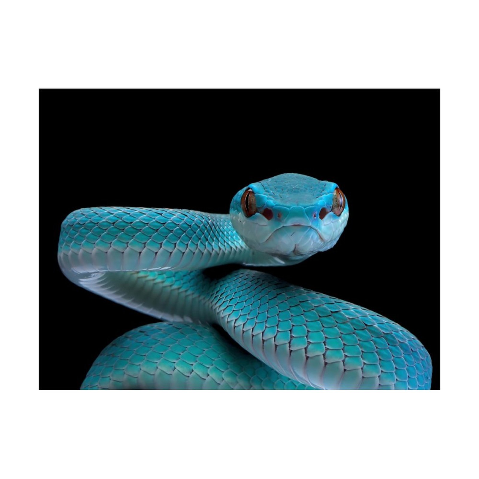 Diamond Art Kits for Adults, Blue Viper Snake1Diamond Painting Kits for ...