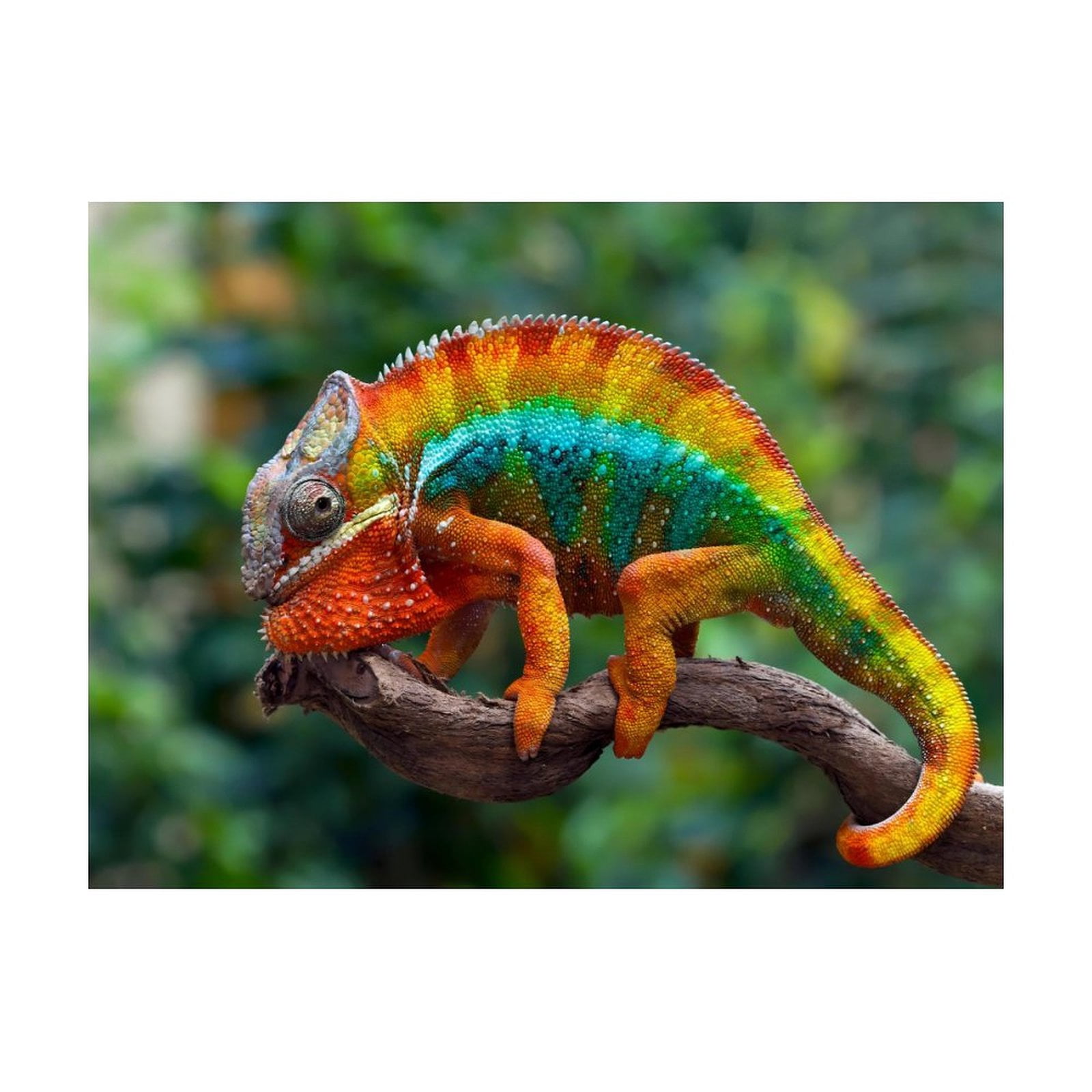 Diamond Art Kits for Adults, ChameleonDiamond Painting Kits for ...