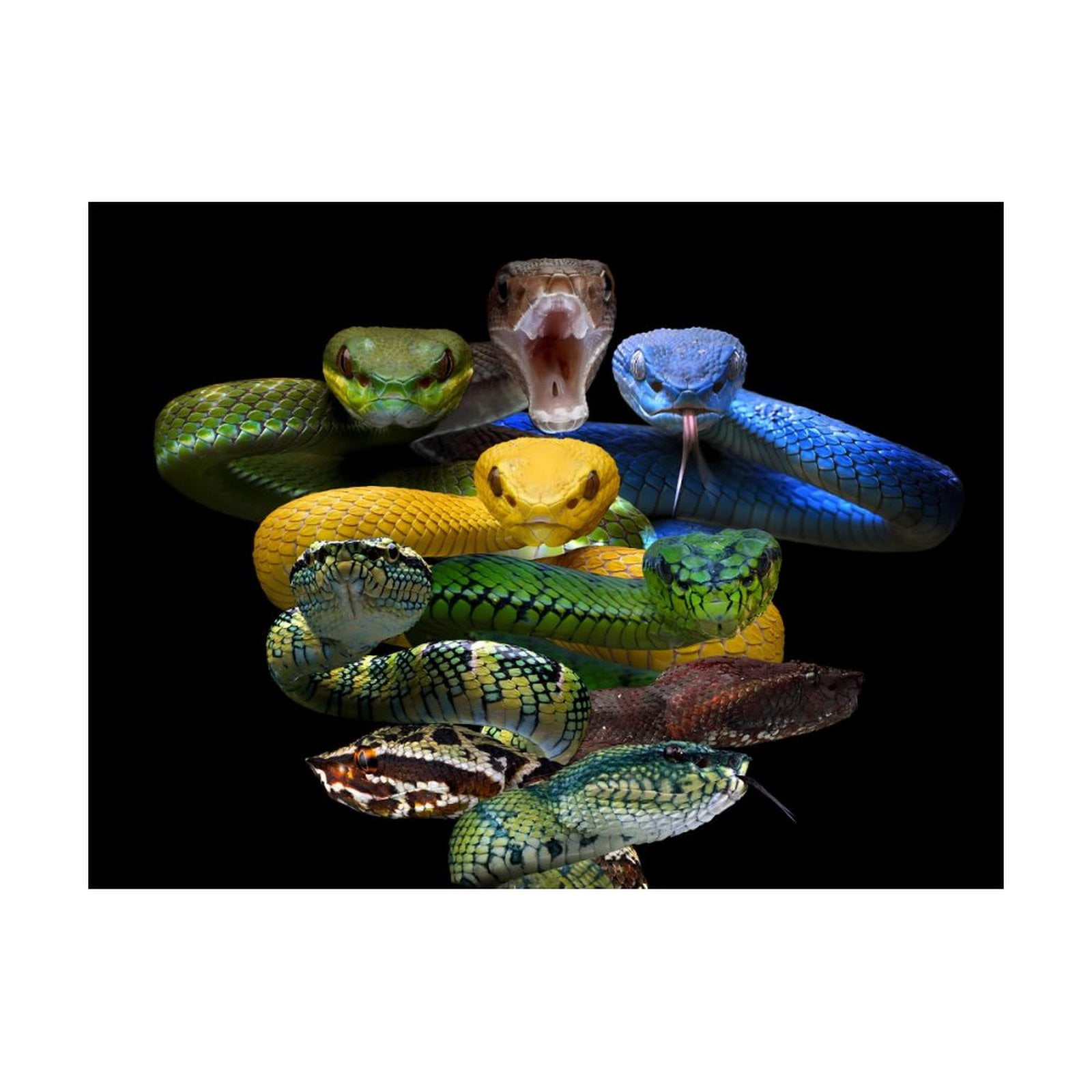 Diamond Art Kits for Adults, Colorful Viper Snake Frameless Diamond Art ...