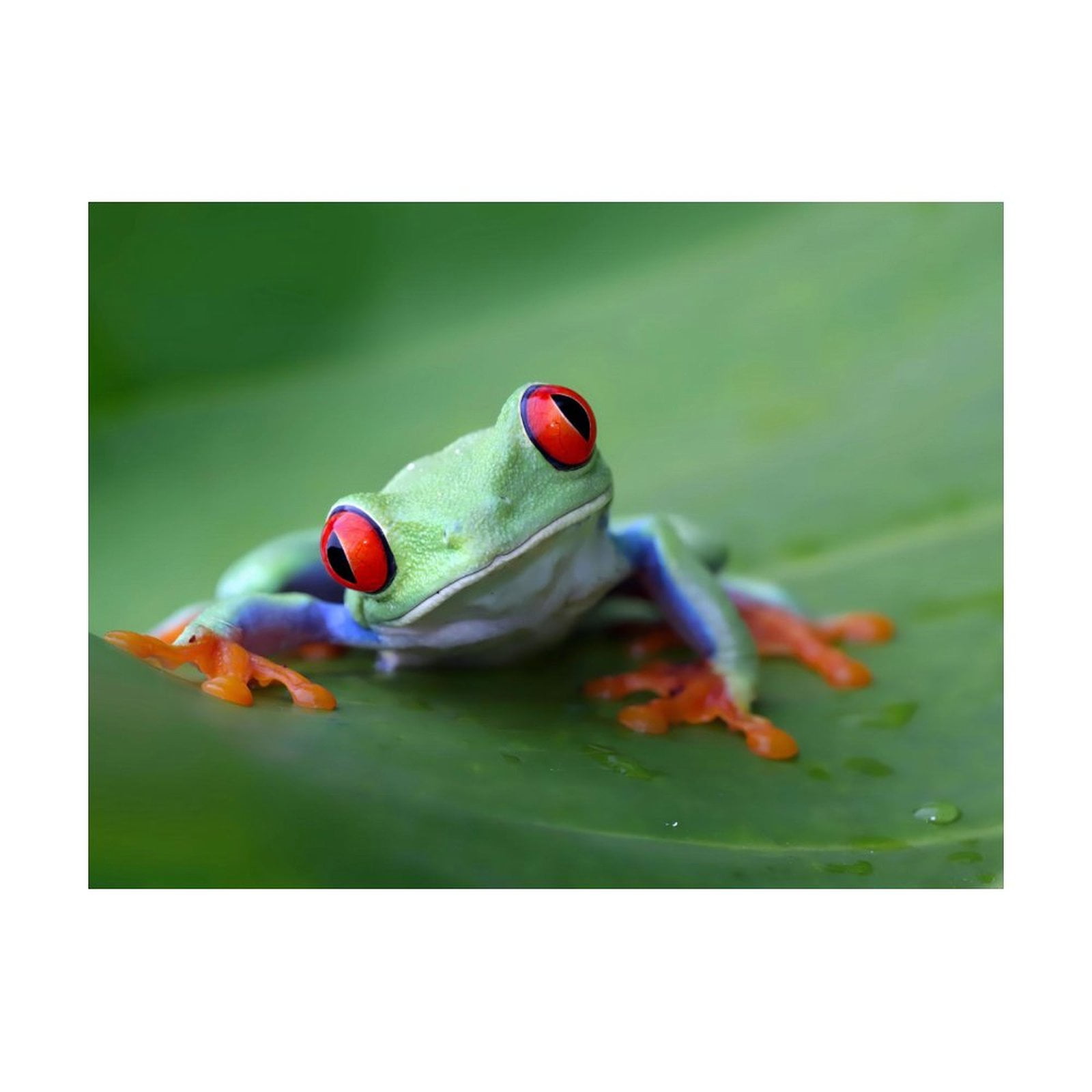 Diamond Art Kits for Adults, Red-Eyed Tree Frog-1 Frameless Diamond Art ...