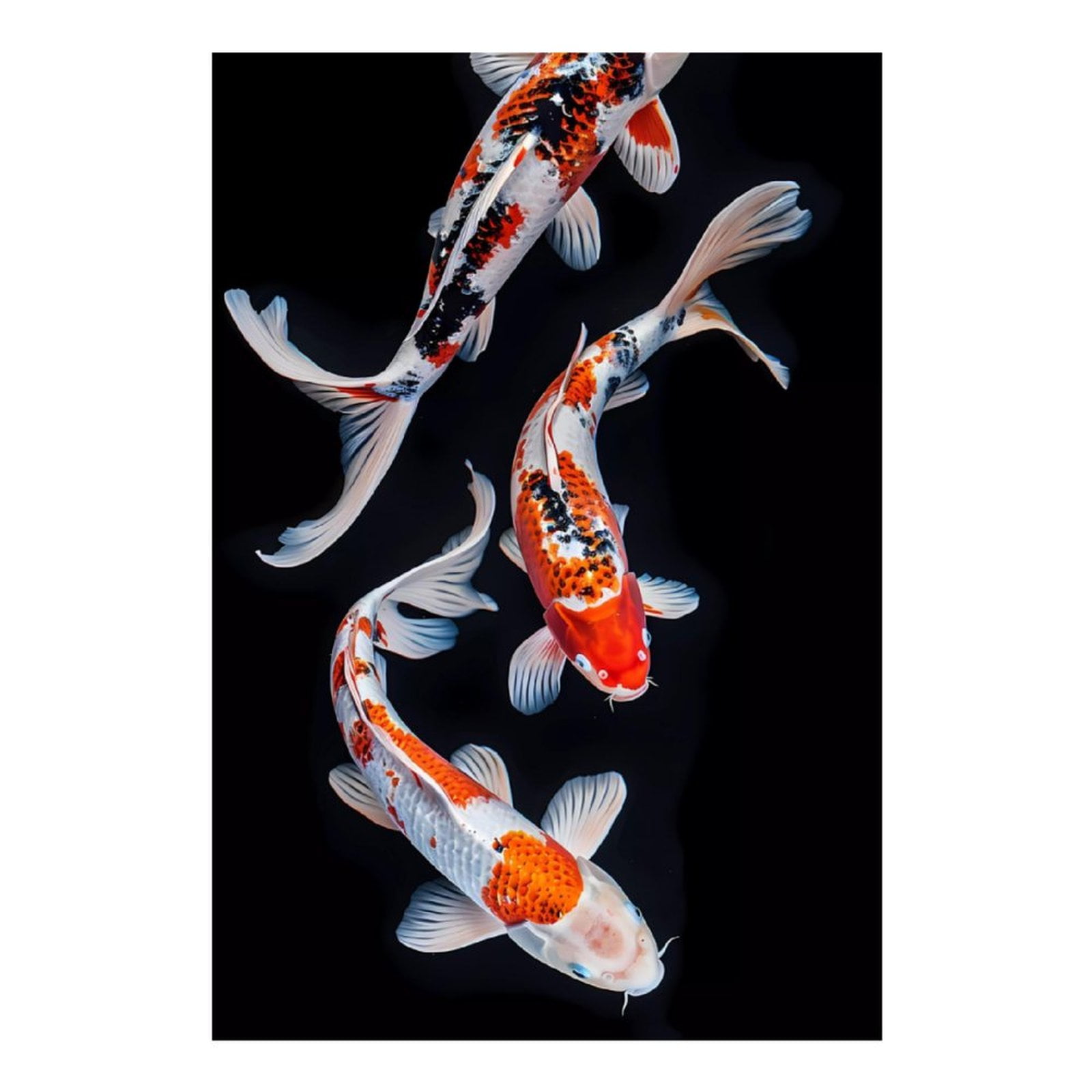 Diamond Art Kits for Adults - Tricolor Koi Fish Trio DIY Frameless ...