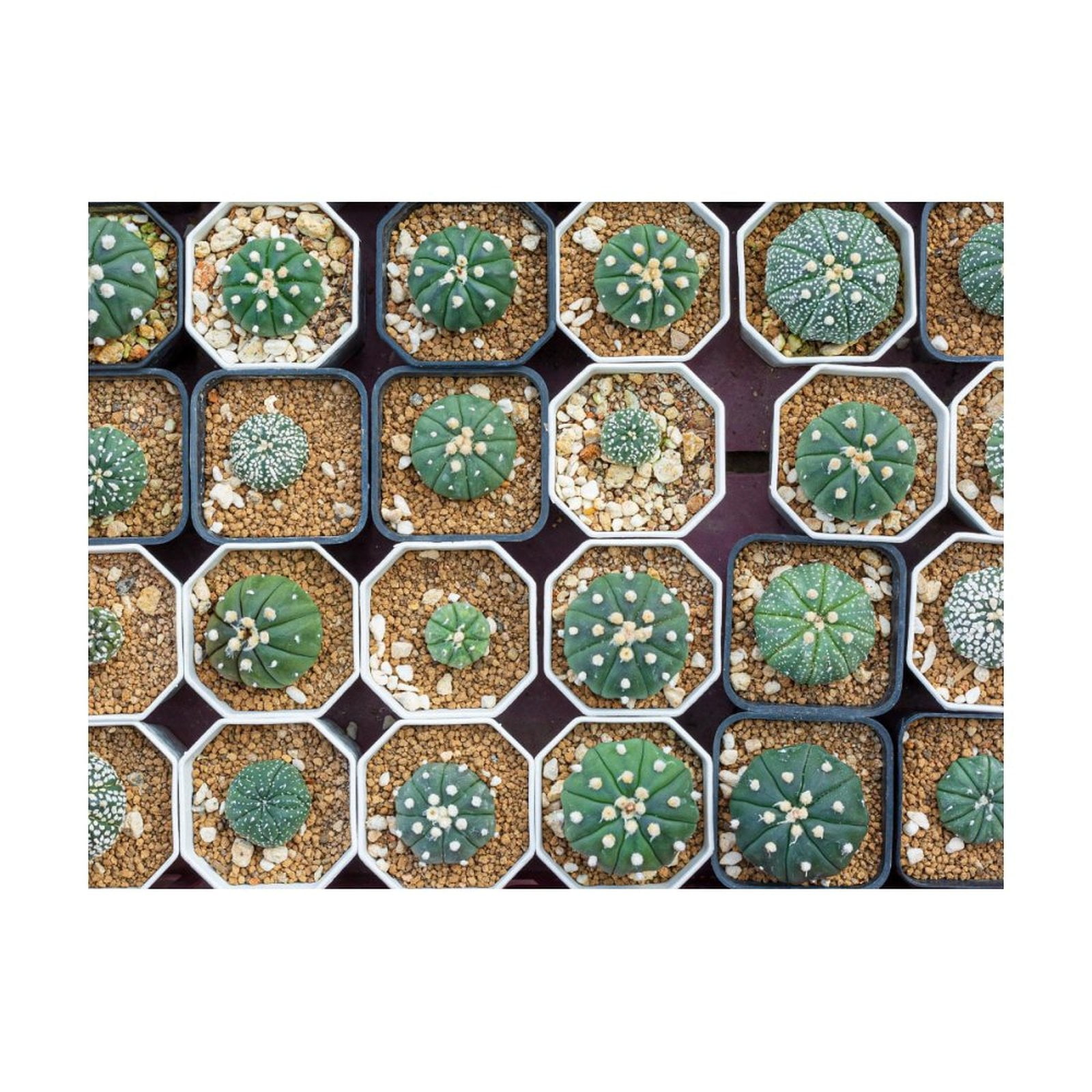 Diamond Art Kits for Adults - Cactus Garden 5D Frameless Dimond ...