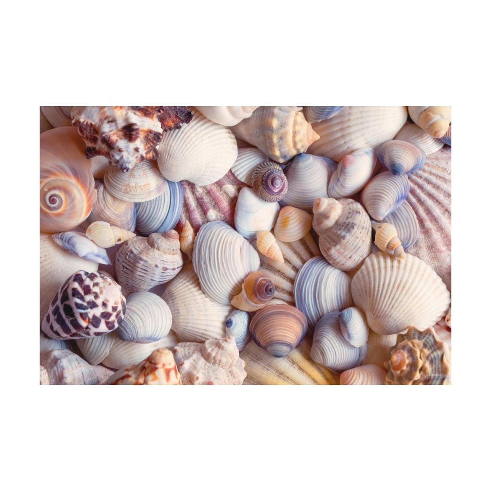 Diamond Art Painting Sea Shells Funny Diamond Painting Kits for Adults ...