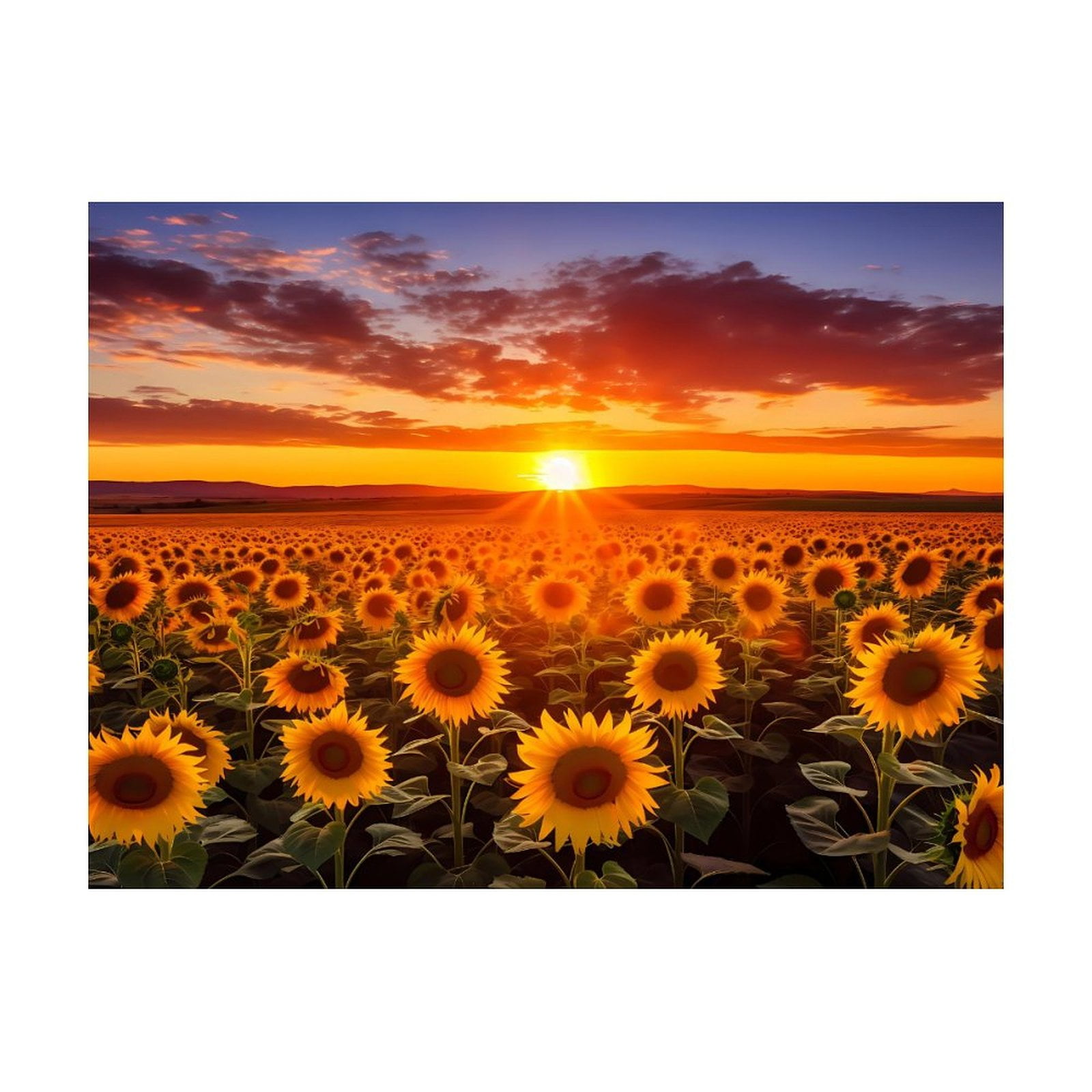 Diamond Art Painting Sunset Golden Sunflower Field Funny Diamond ...
