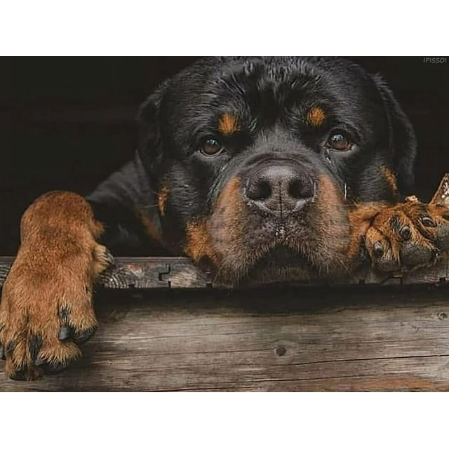 Diamond Art for Kids Rottweiler Animal Dog Paint with Diamonds Bead ...