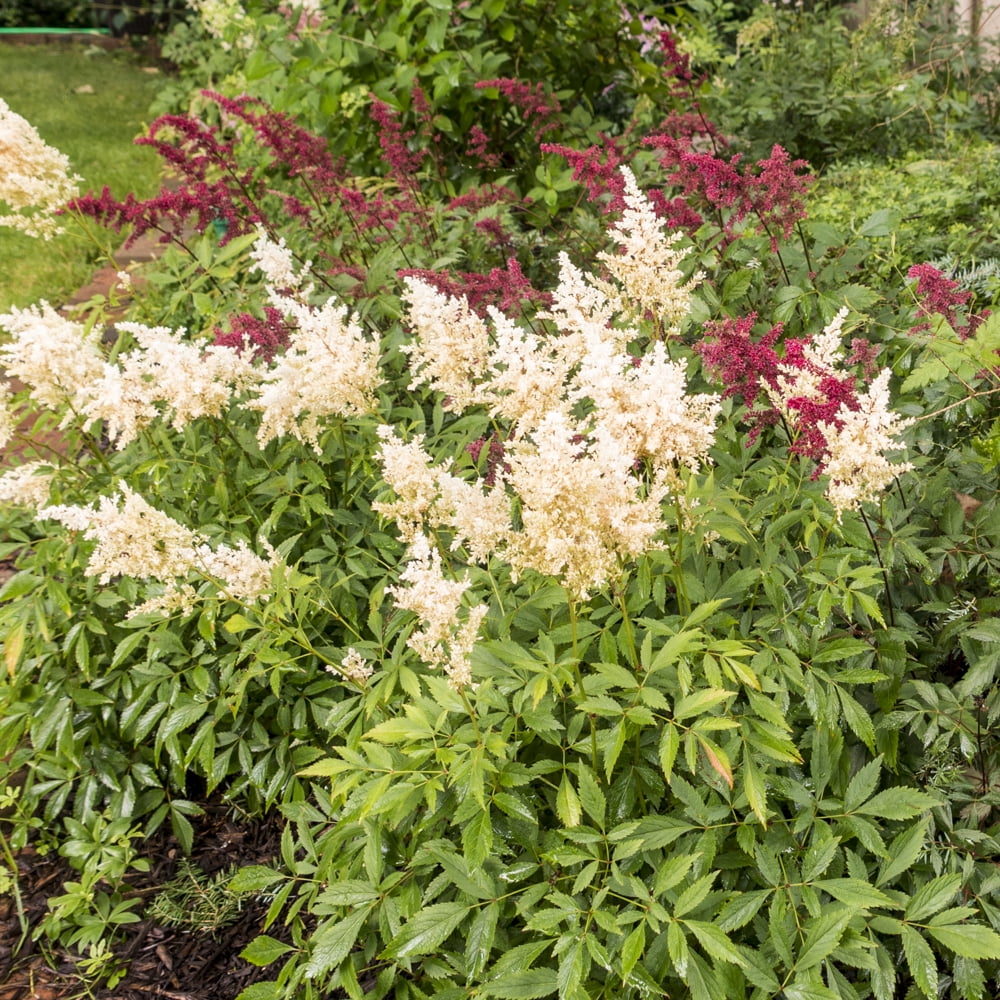 Diamond Astilbe Potted Flowering Perennial Plant, in a 2.50 Qt. Pot ...