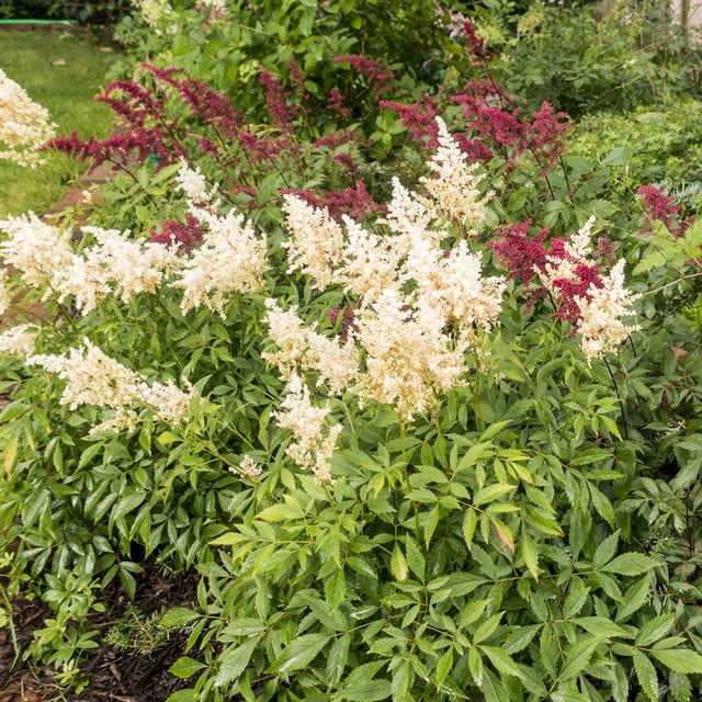Diamond Astilbe Potted Flowering Perennial Plant, in a 2.50 Qt. Pot ...
