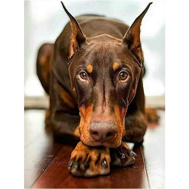 Diamond Painting Doberman Dog DIY Rhinestone Embroidery Art Adult by ...