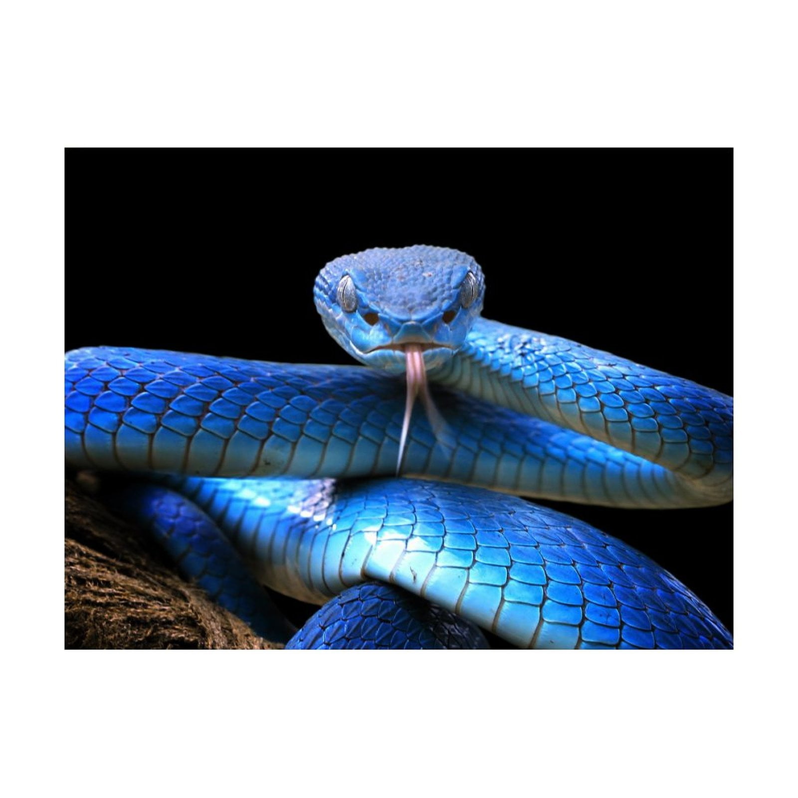 Diamond Painting Kits for Adults - Blue Viper Snake 2 5d Diy Full Drill ...
