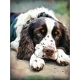 Diamond Painting Kits for Adults, English Springer Spaniel Diamond Art ...