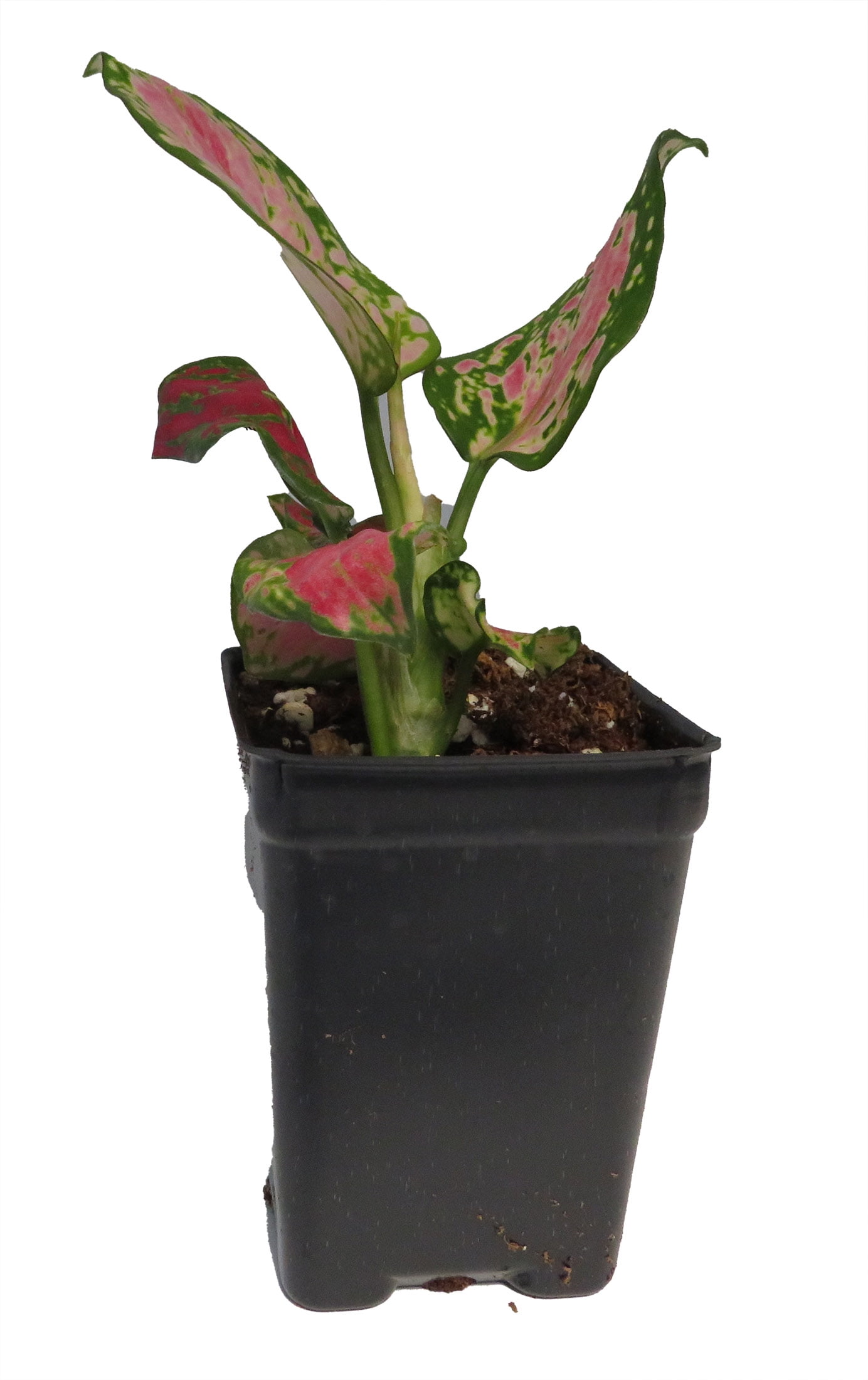 Diamond Red Chinese Evergreen Plant - Aglaonema - Low Light - 2.5" Pot ...