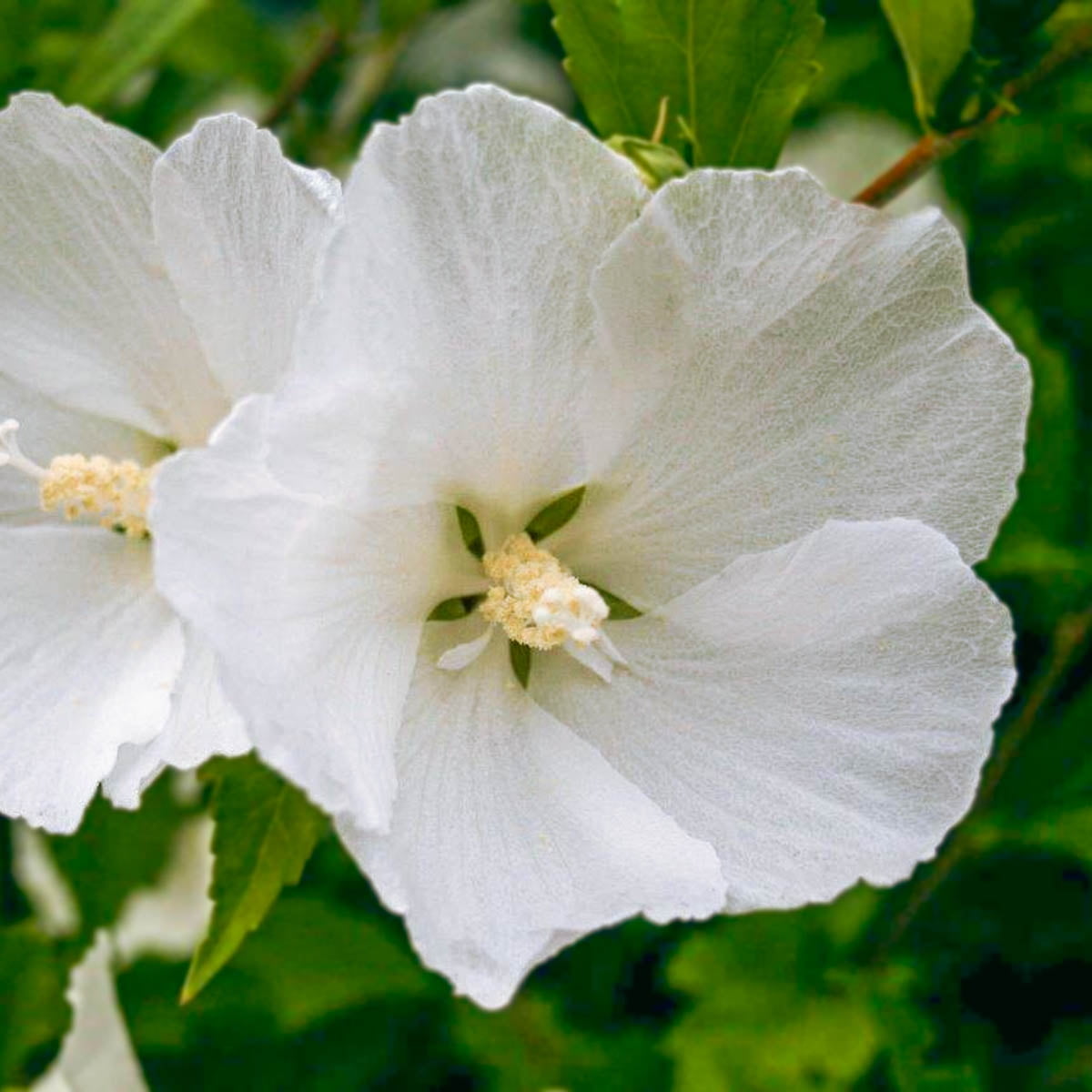 Diana Rose of Sharon Althea Dormant Bare Root Flowering Starter Shrub ...