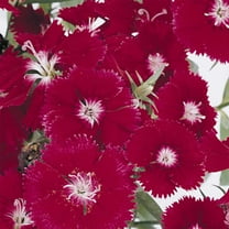 Dianthus Super Parfait Series Flower Seeds - Raspberry - 100 Seeds ...