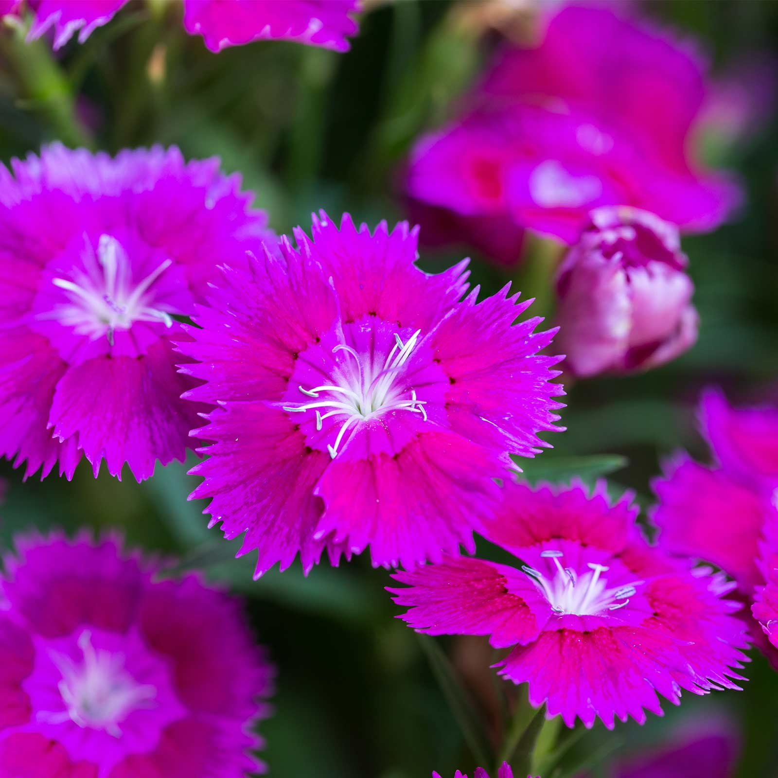 Dianthus Floral Lace Series Flower Seeds - Lilac - 100 Seeds - Annual ...