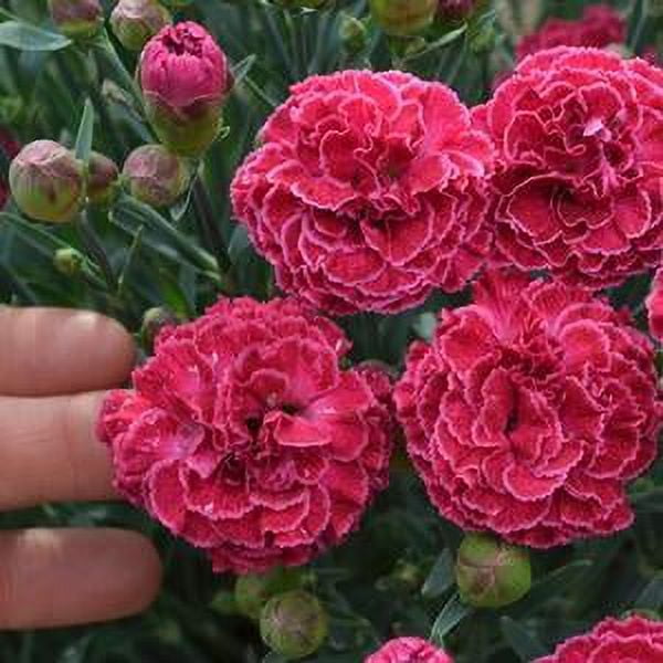 Dianthus-Raspberry-Ruffles - QT Pot (Perennial) - Walmart.com
