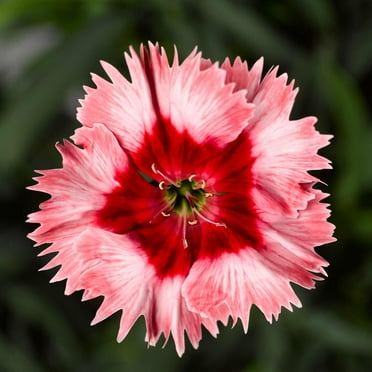 Dianthus Floral Lace Series Flower Seeds - Multi Color Mix - 500 Seeds ...