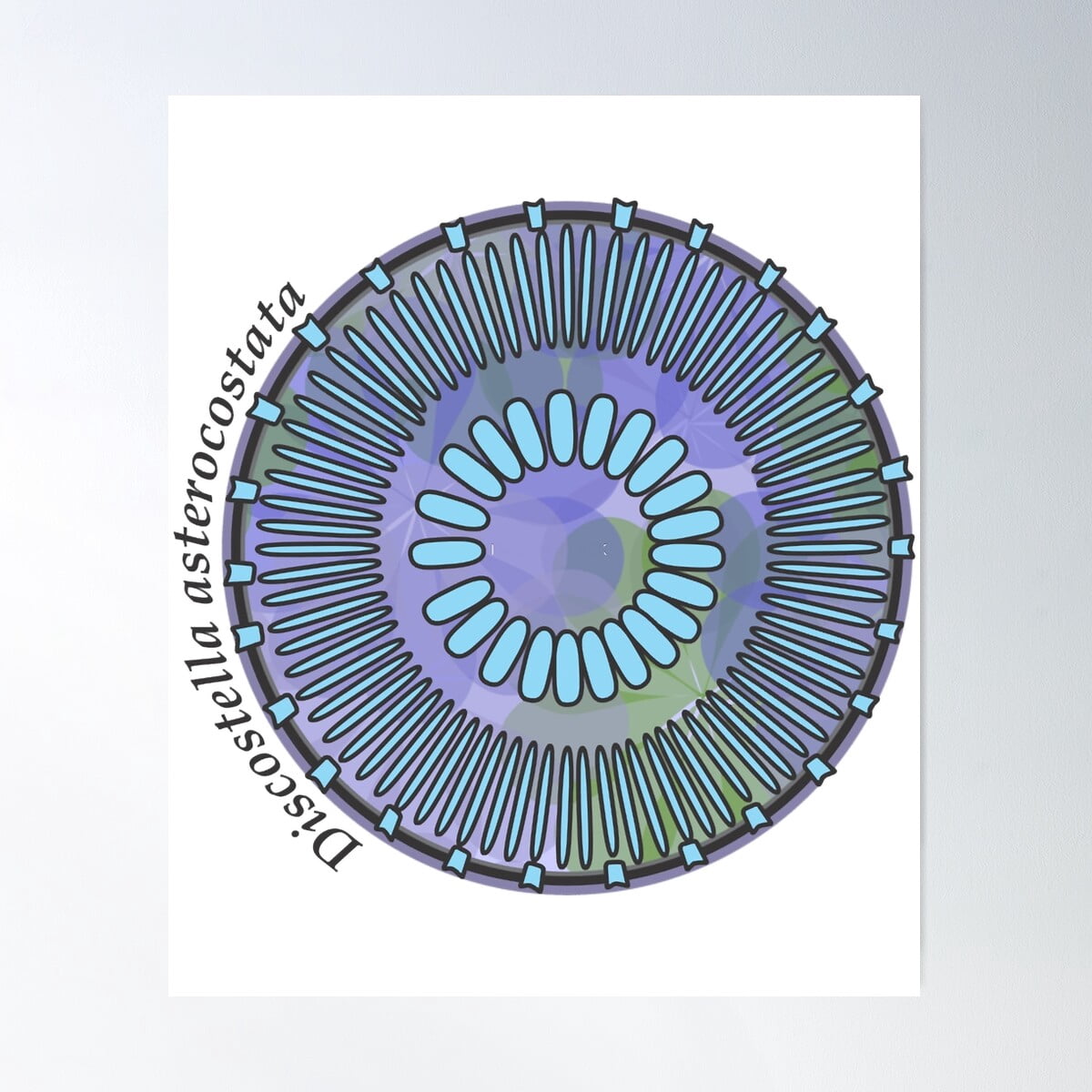 Diatom - Discostella Asterocostata (Scientific) Poster Wall Art, Modern ...
