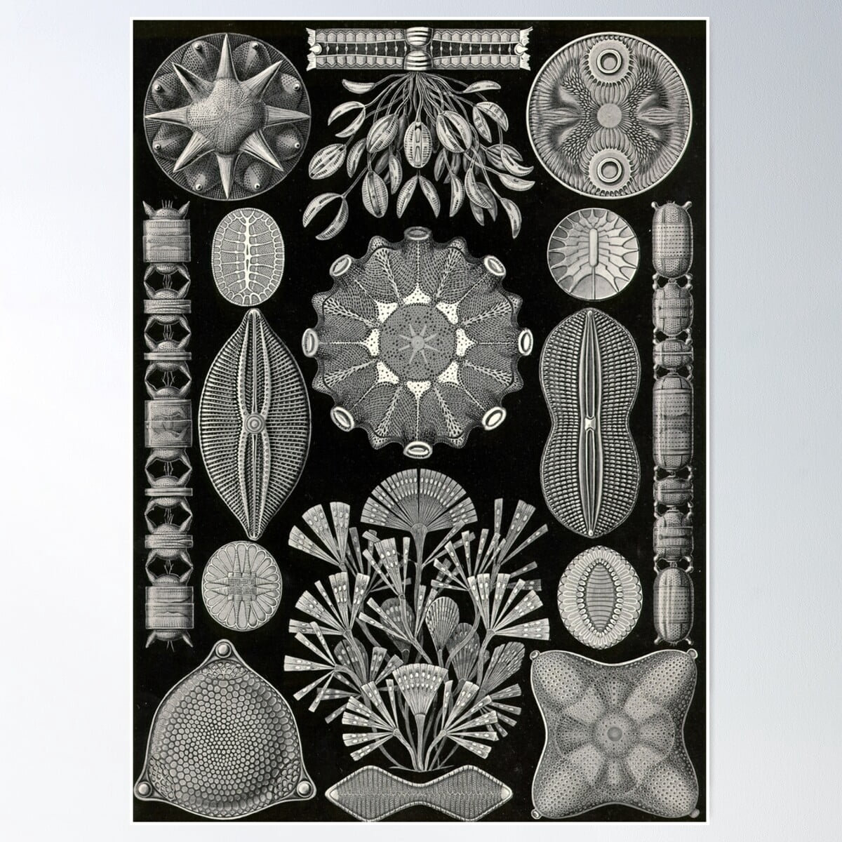 Diatomea (Diatom - Microorganisms) - Ernst Haeckel Poster Wall Art ...