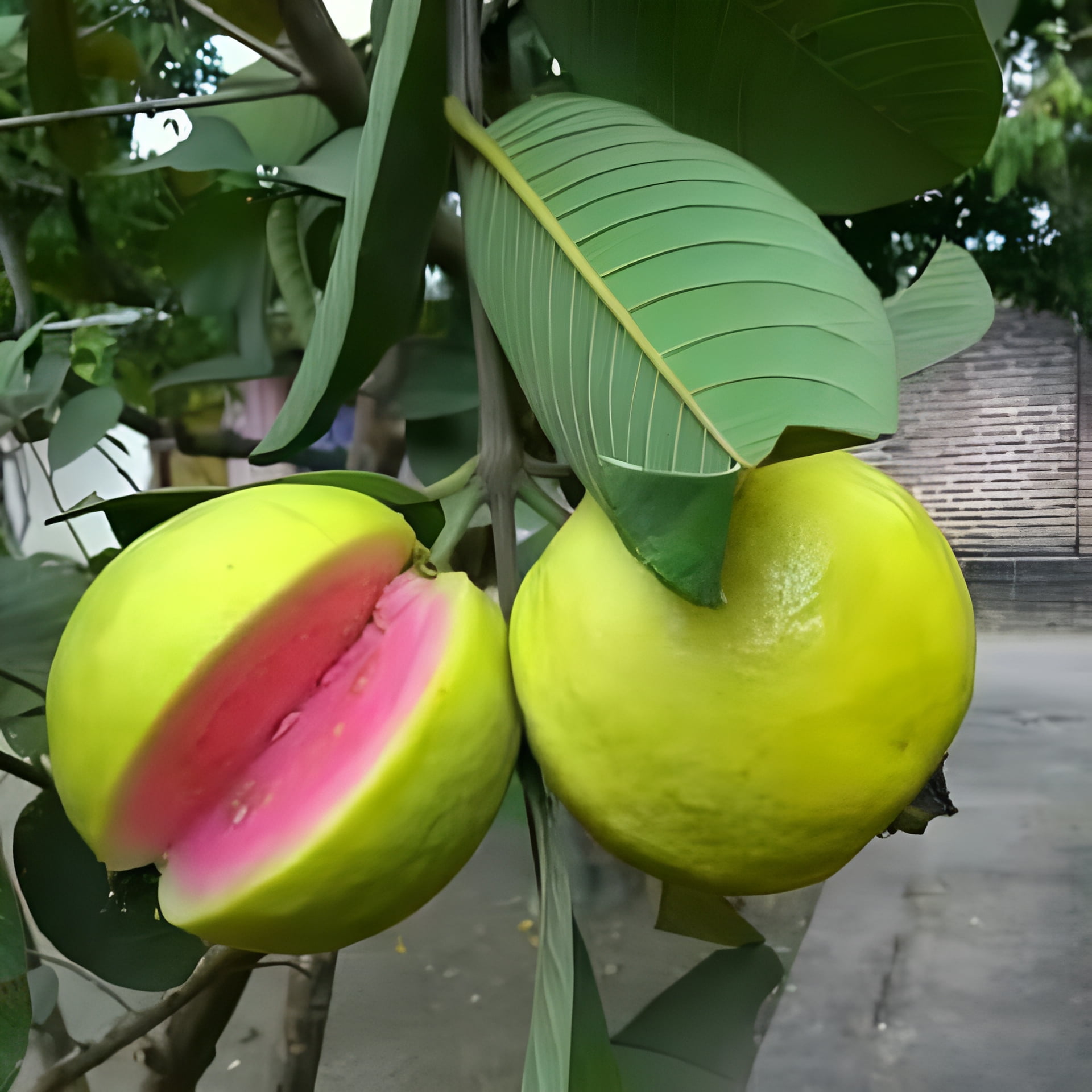 Hardy Pink Guava Tree Plant - 1 Gallon, Rich in Vitamin C and Dietary ...