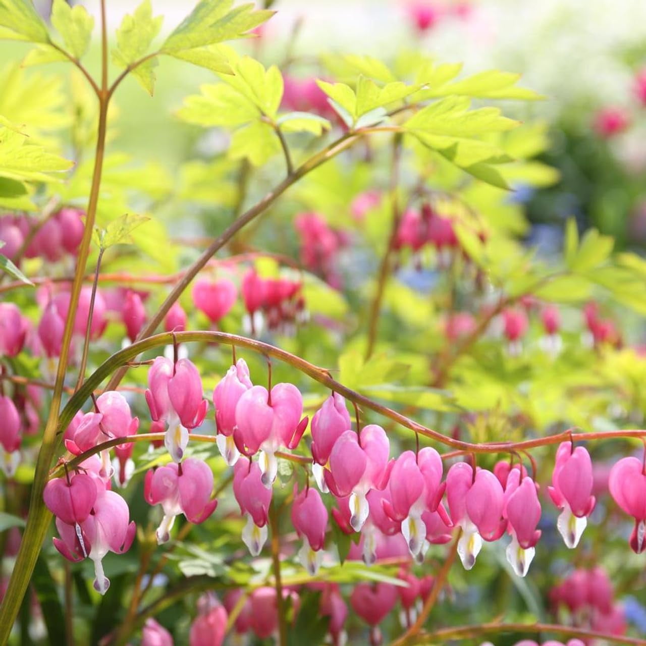 Dicentra Spectabilis Seeds AJH3 for Planting - 100 Bleeding Heart Seeds ...