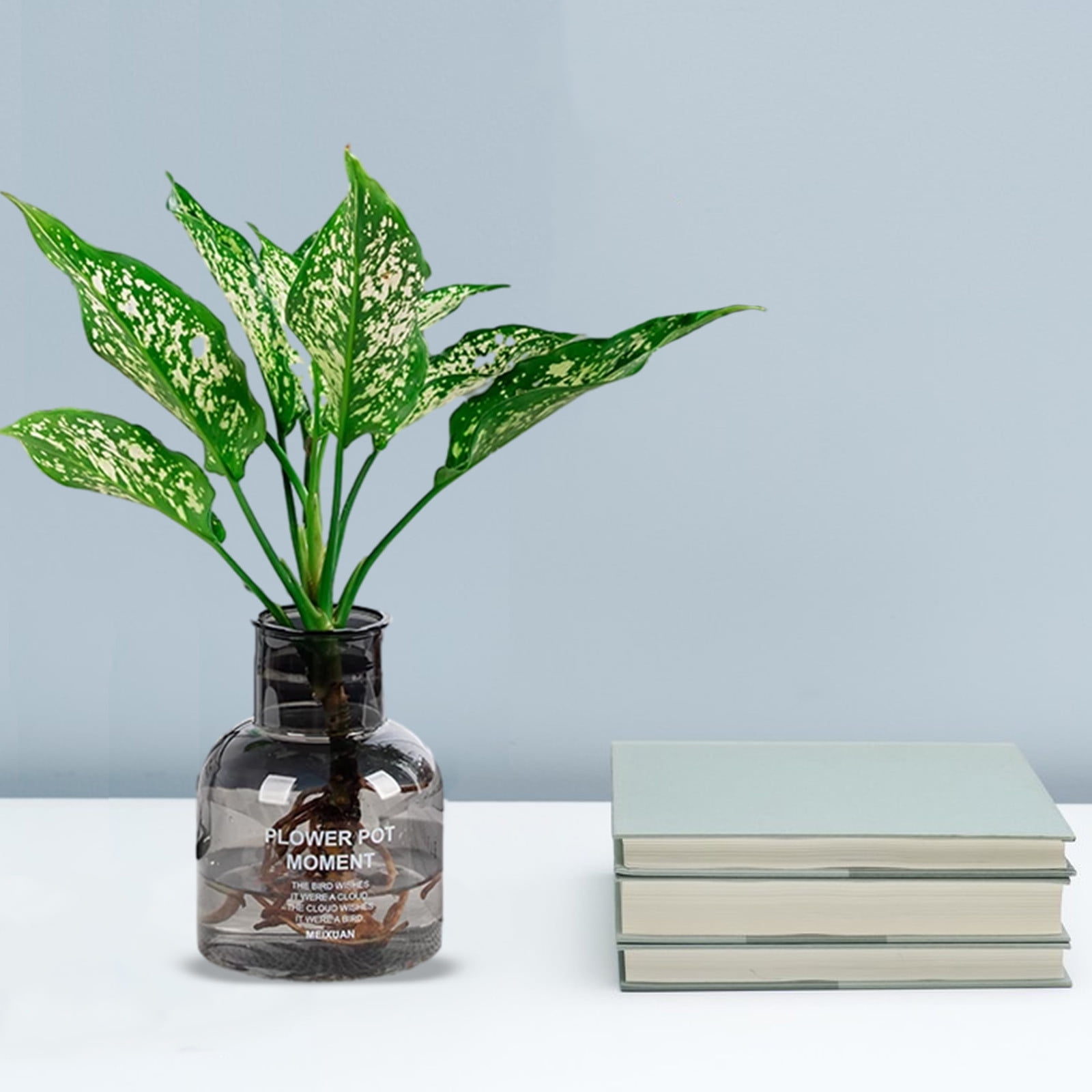 Diceymbol Transparent Hydroponic Small Potted Plant Pots, Indoor Living ...