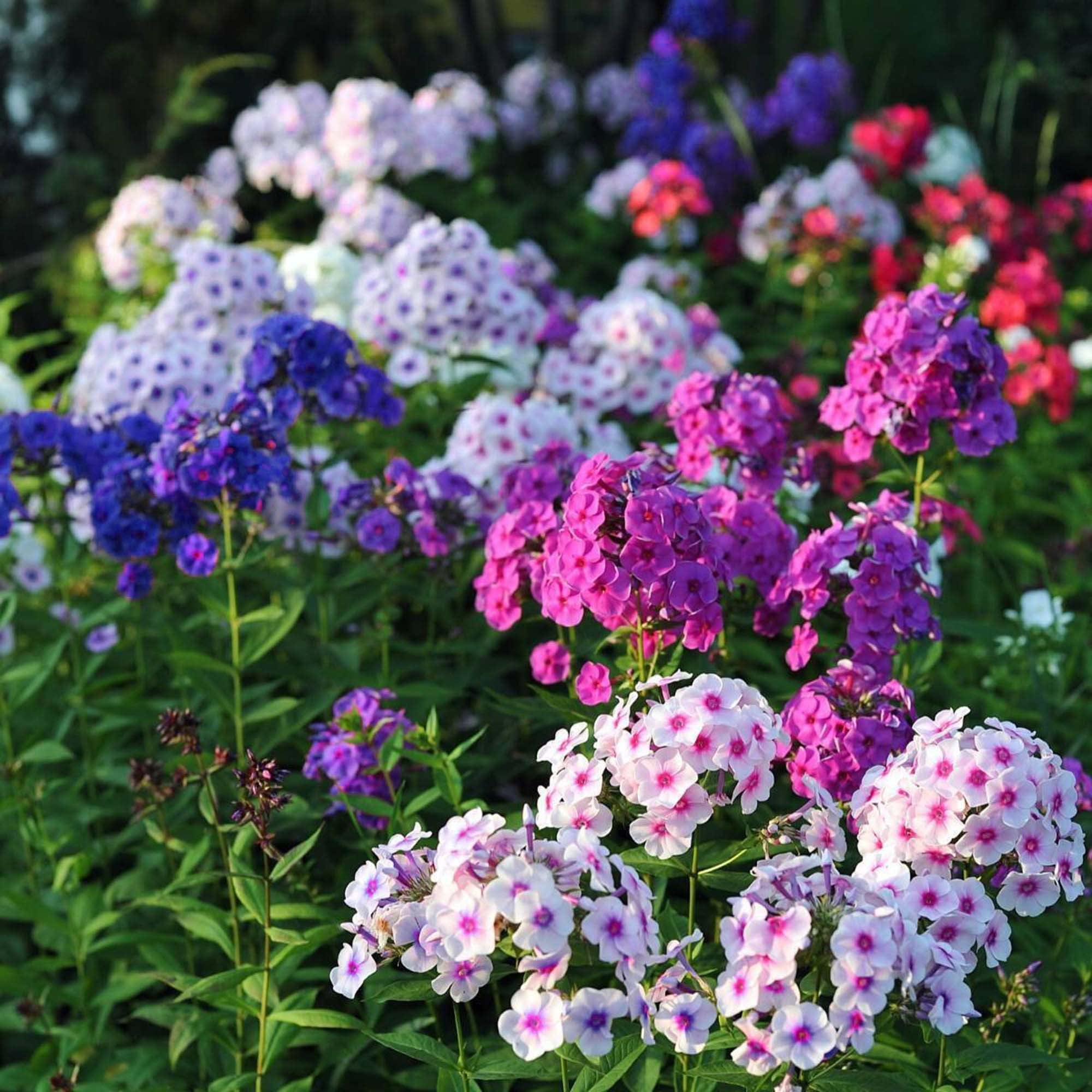 Dichmag 1000+ Phlox Seeds for Planting Mixed Color - Popstars Phlox ...