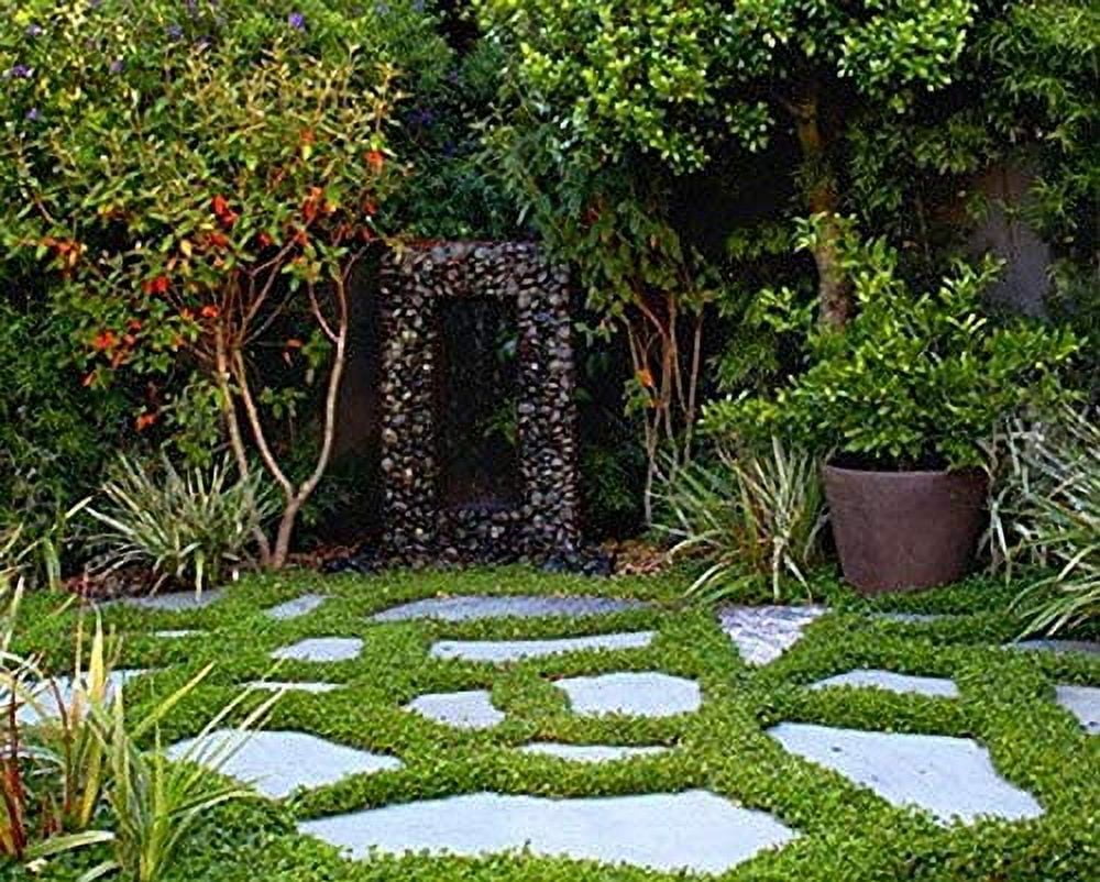 Dichondra Repens Ground Cover Seeds (100 Count) - Exotic Carpet Plant ...
