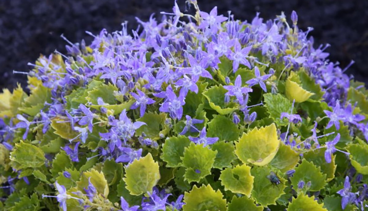 Dickson's Gold Golden Bellflower Perennial - Campanula - 3" Pot ...