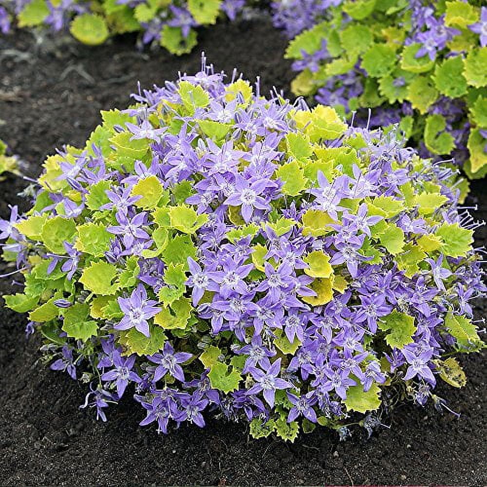 Dickson's Gold Golden Bellflower Perennial - Campanula - Quart Pot ...