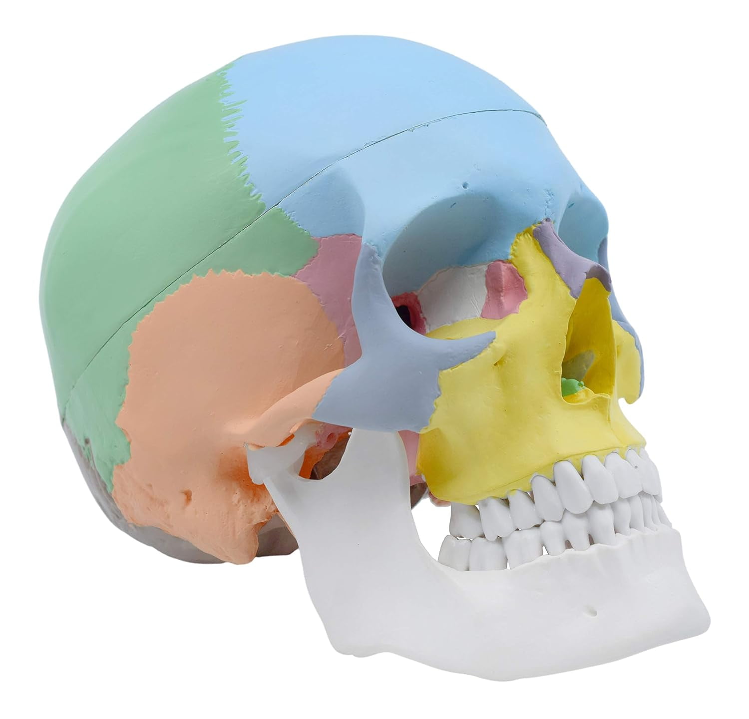 Didactic Colored Human Skull Anatomical Model, Medical Quality, Life ...