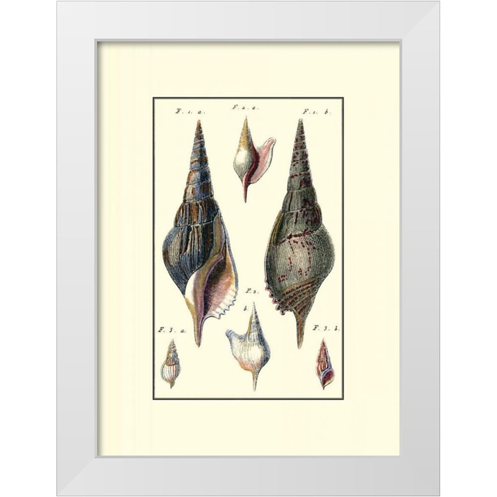 Diderot 19x24 White Modern Wood Framed Museum Art Print Titled - Custom Sea Shell III - Walmart.com