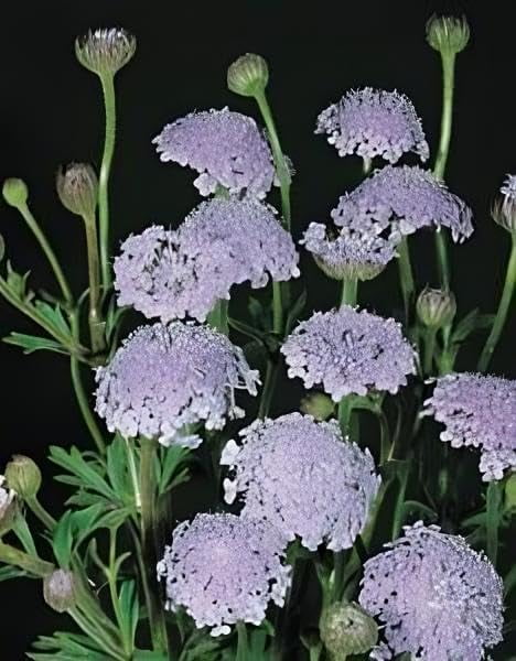 Didiscus Caeruleus Lacy Lavender Blue Nice Garden Flower by Seed ...