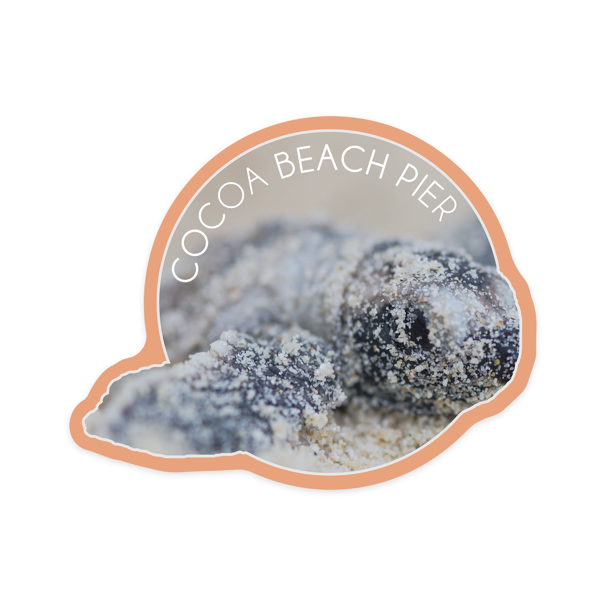 Die Cut Sticker Cocoa Beach Pier, Florida, Hawksbill Turtle Hatching ...