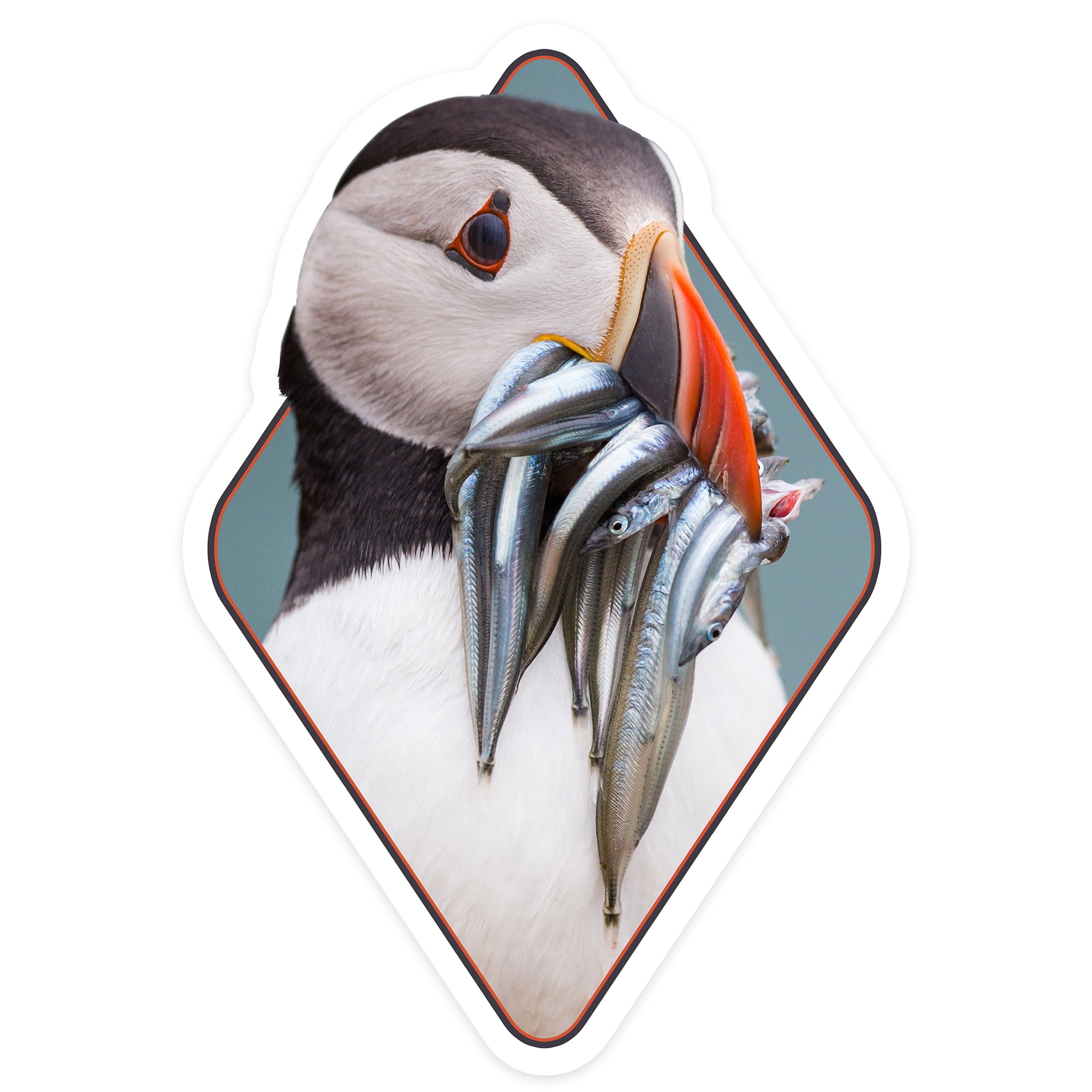 Die Cut Sticker Puffin's Catch, Contour Vinyl Sticker 3 to 6 inches ...