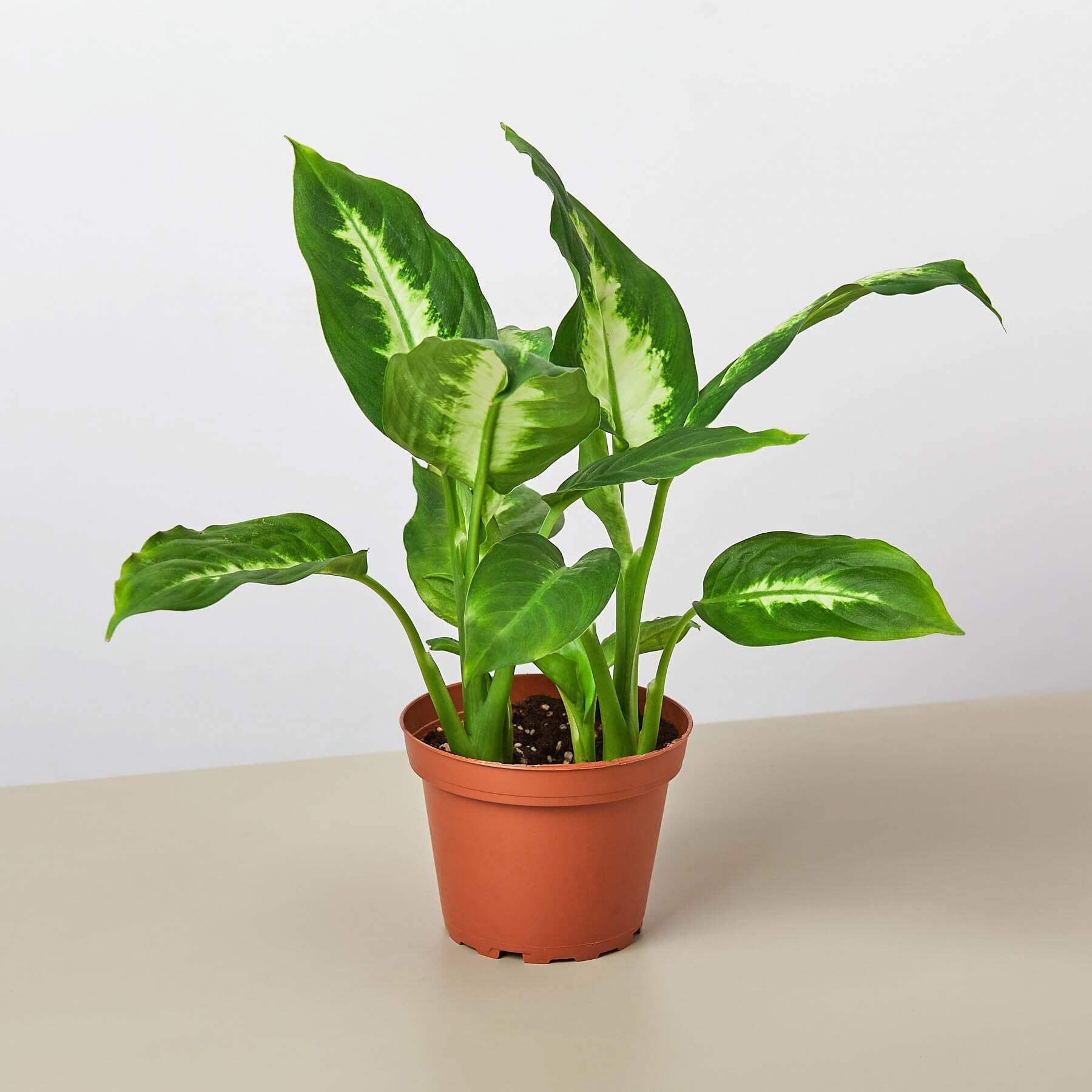 Dieffenbachia Camille, 4" Pot, Indoor Houseplant, Easy Care, Live Plant ...