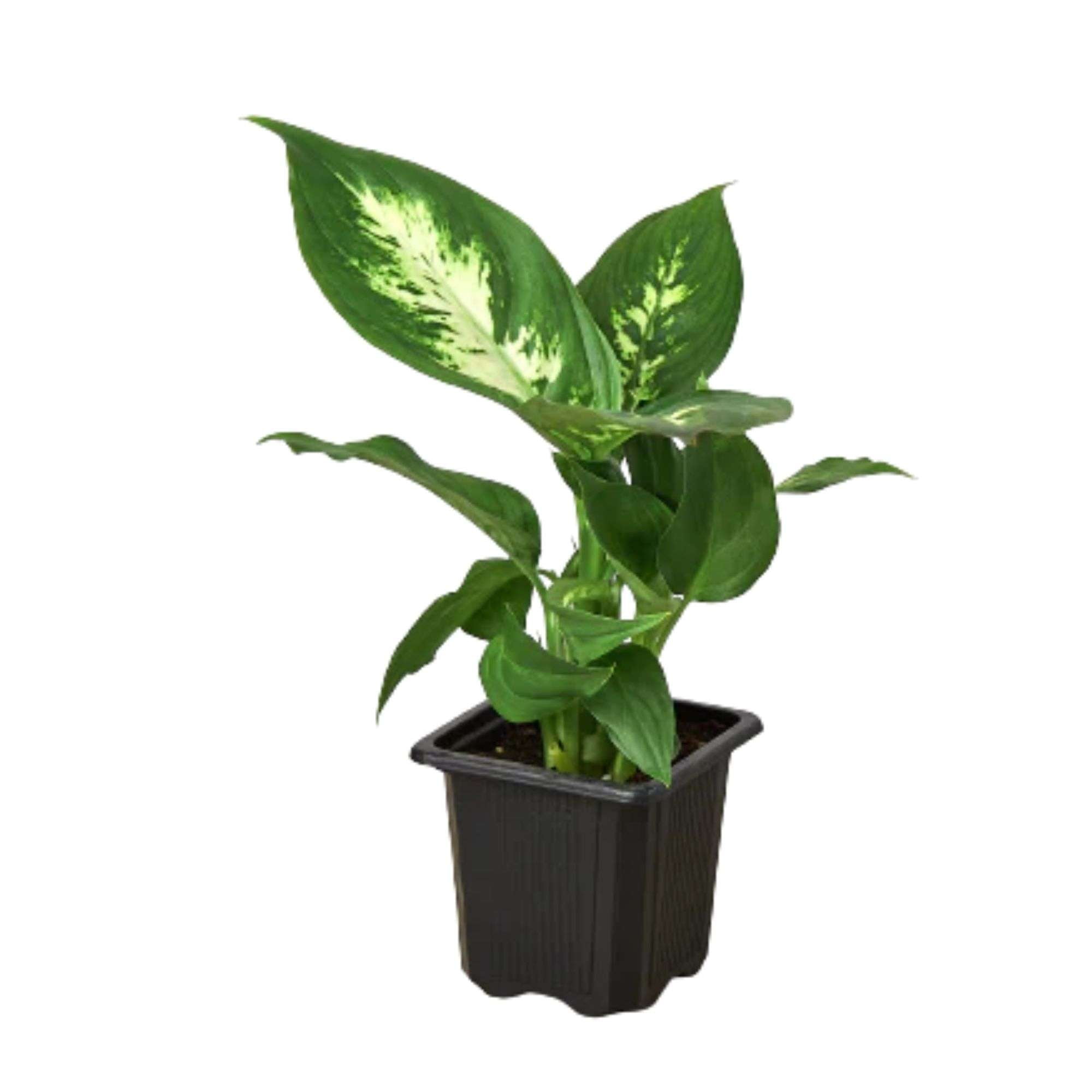 Dieffenbachia Camille Live Plant for Indoor | Different Houseplants in ...