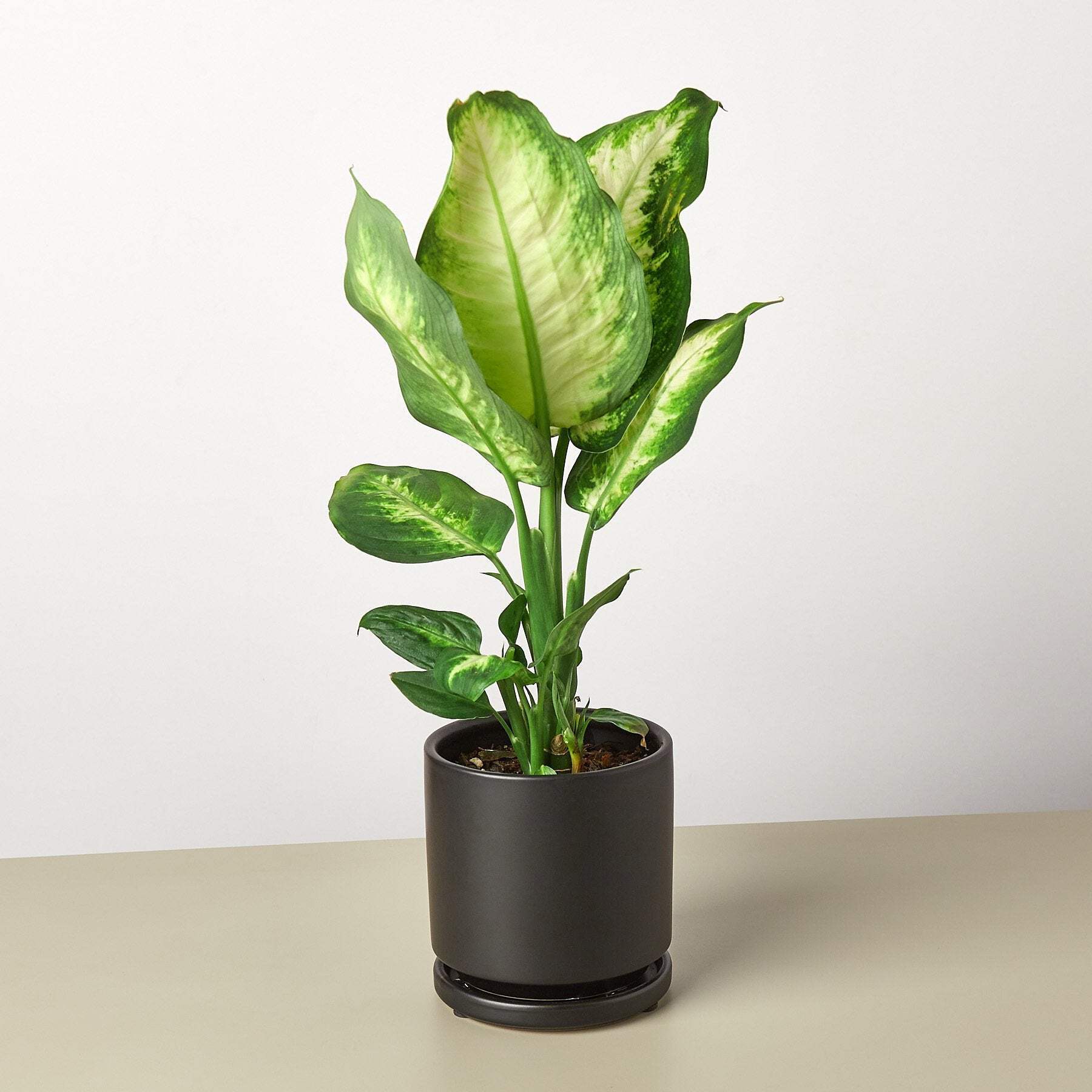 Dieffenbachia Camille | Live Plant for Indoor & Outdoor - Walmart.com