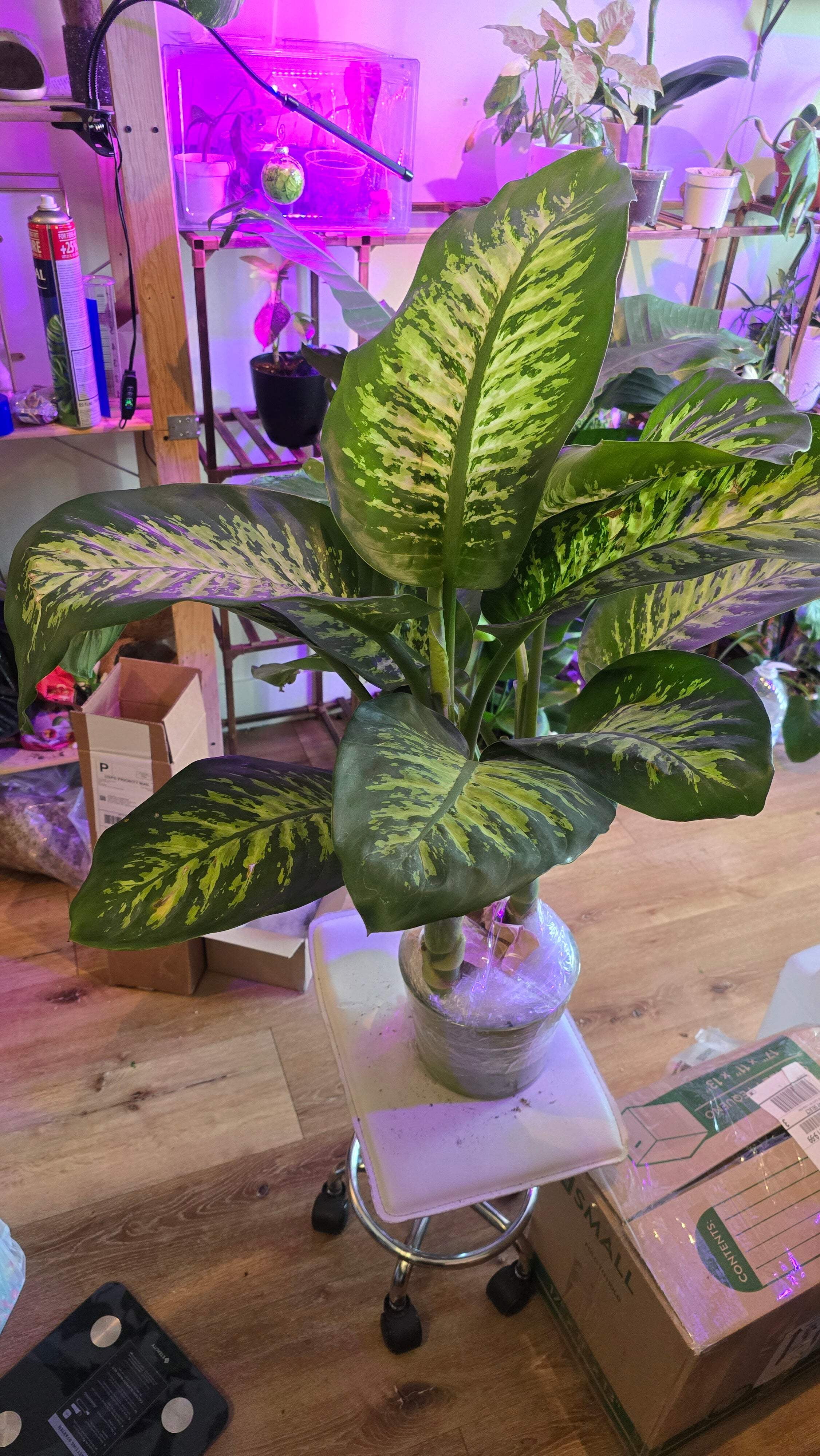 Dieffenbachia Dumb Cane Indoor Plant Air Purifier 3.5ft in 8 inch pot ...