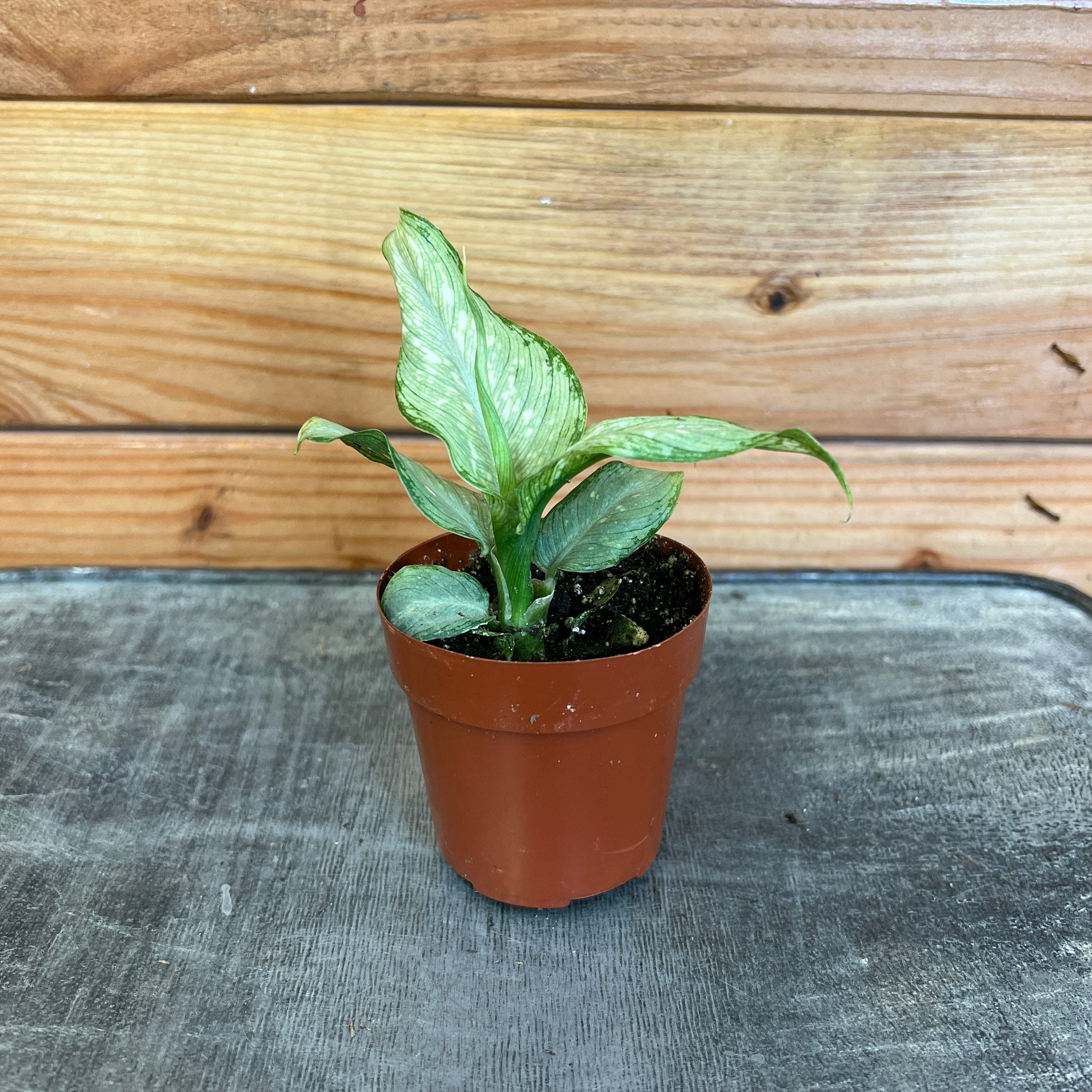 Dieffenbachia Tiki, 2" Plant, The Plant Farm - Walmart.com