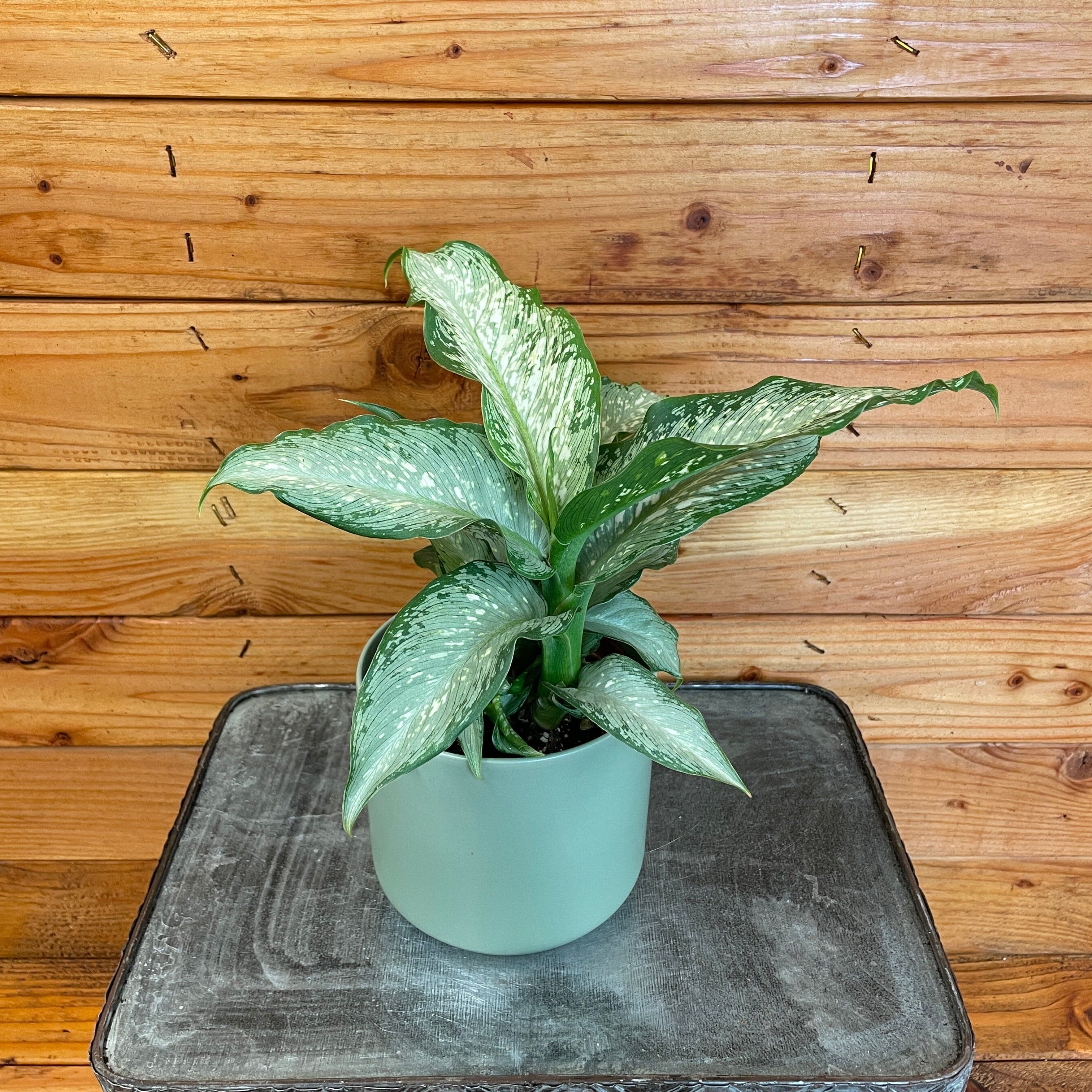 Dieffenbachia Tiki, 4" Plant, The Plant Farm - Walmart.com