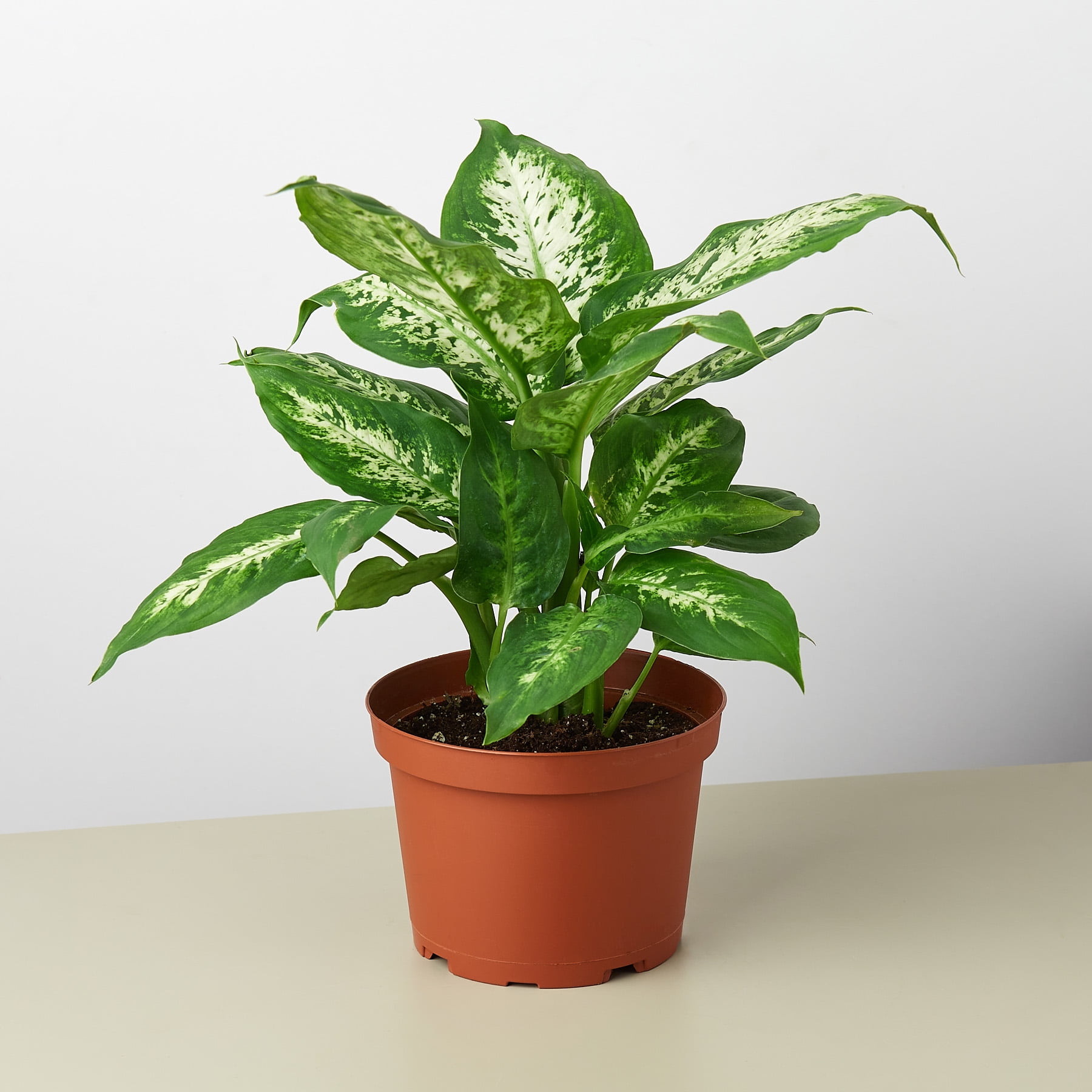 Dieffenbachia 'Tropic Snow' in 6" Pot / Nursery Pot | Live Plant for ...