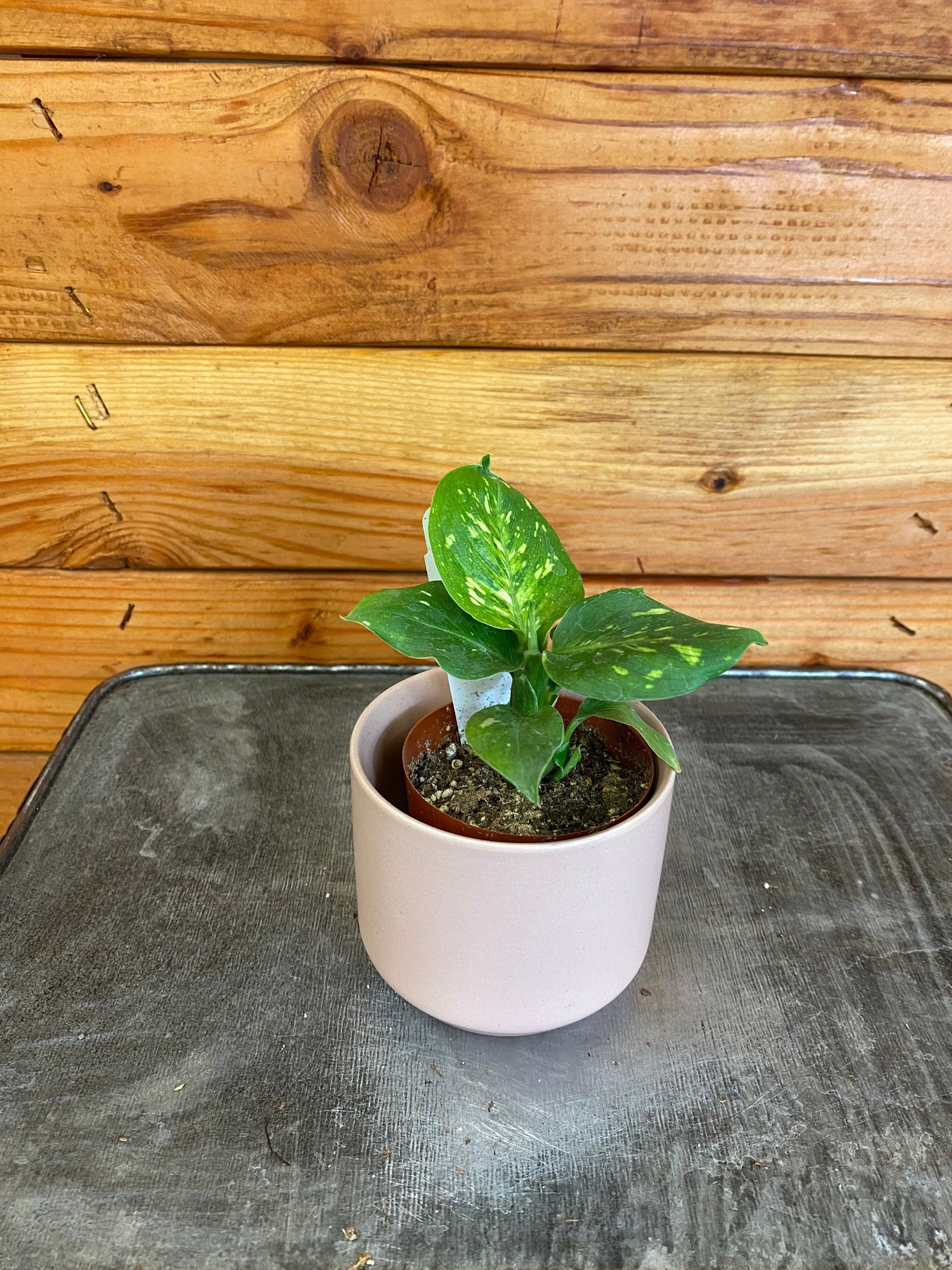 Dieffenbachia Vesuvius, 2" Plant, The Plant Farm - Walmart.com
