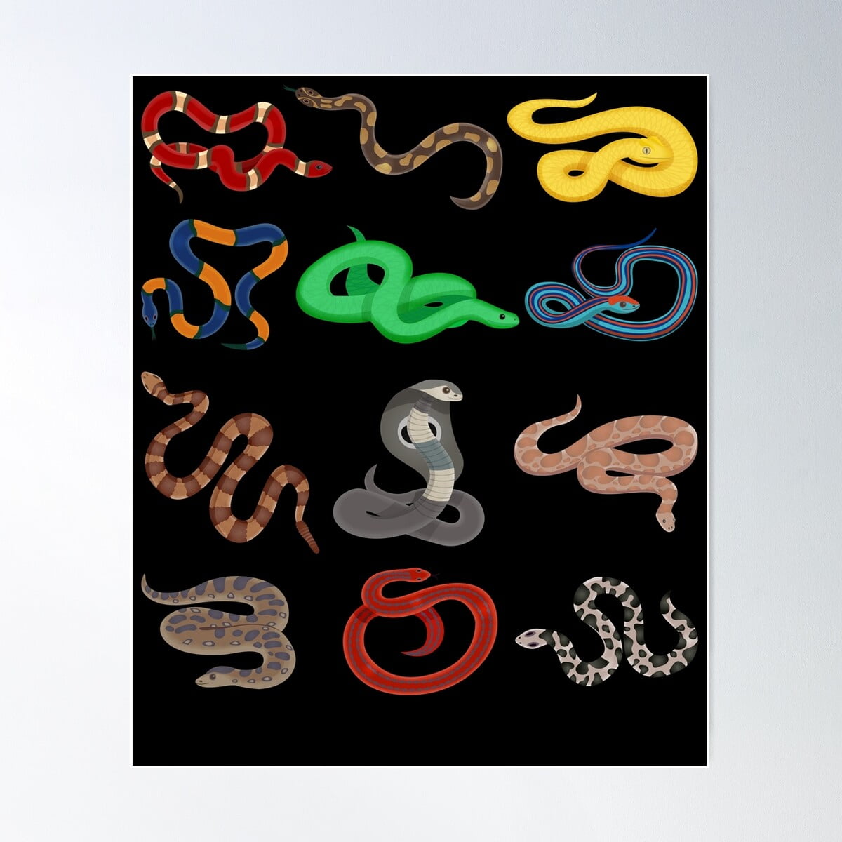 Different Types Of Snakes Educational Serpent Boys Girl Kids Poster ...