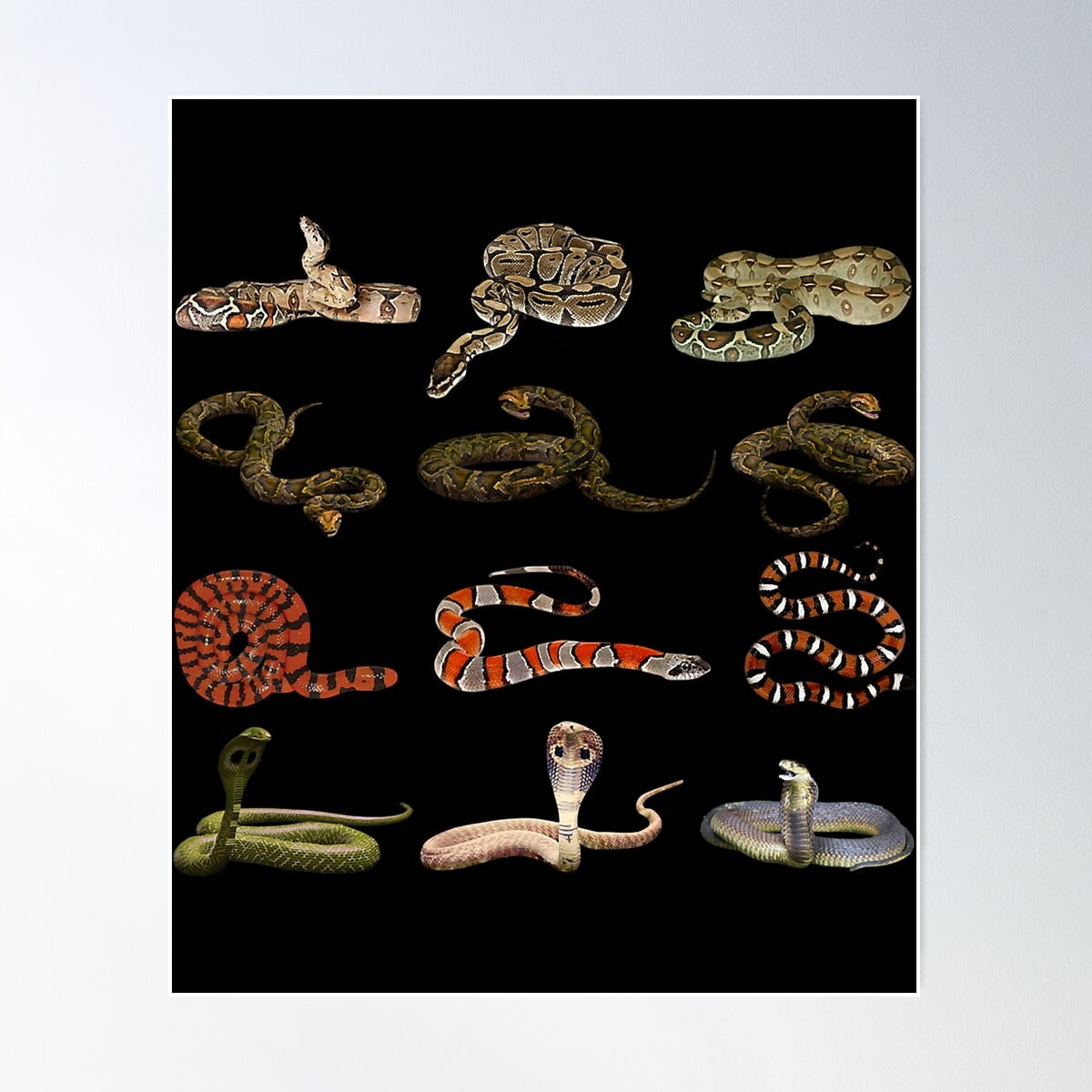Different Types Of Snakes Educational Serpent Poster Wall Art, Modern ...