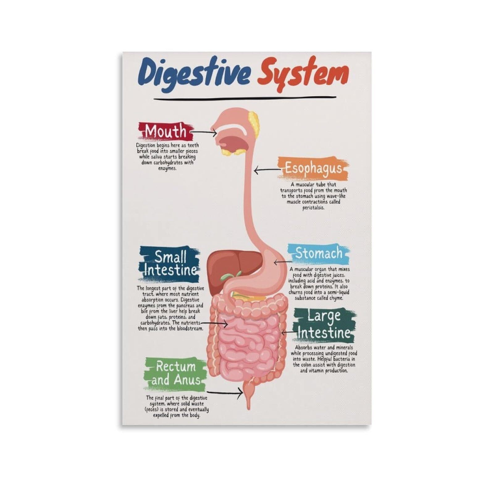 Digestive System Poster Canvas Wall Art Posters For Room Aesthetic And ...