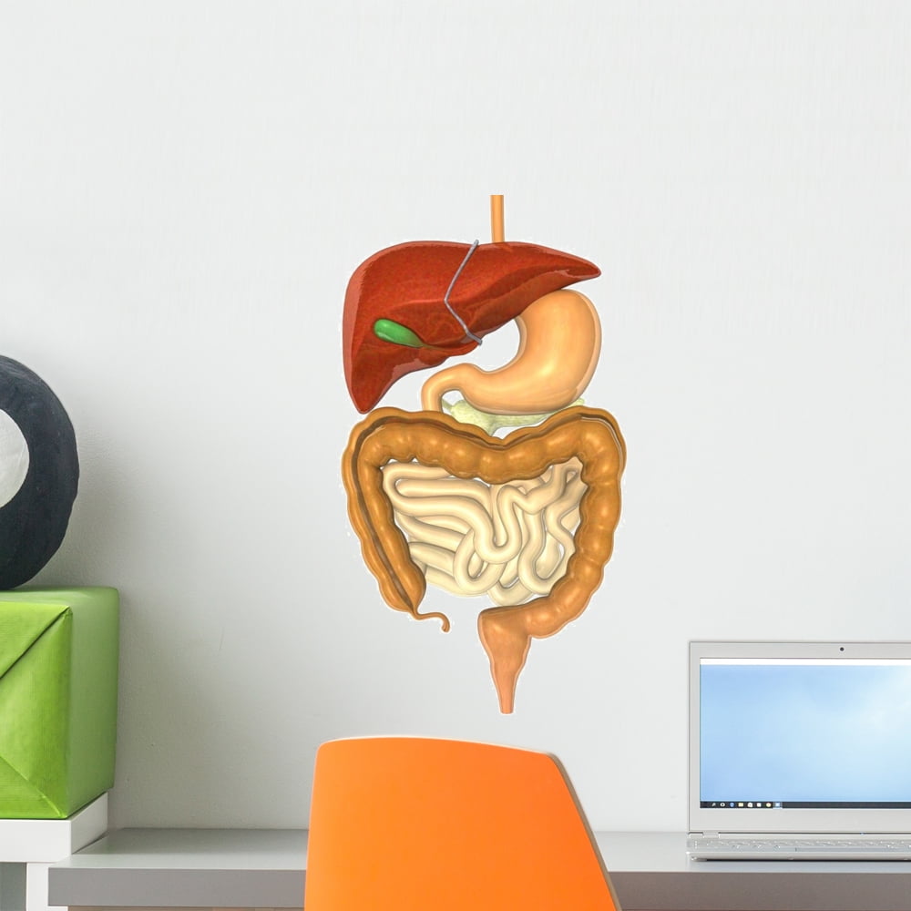 Digestive System Wall Decal by Wallmonkeys Peel and Stick Graphic (18 ...
