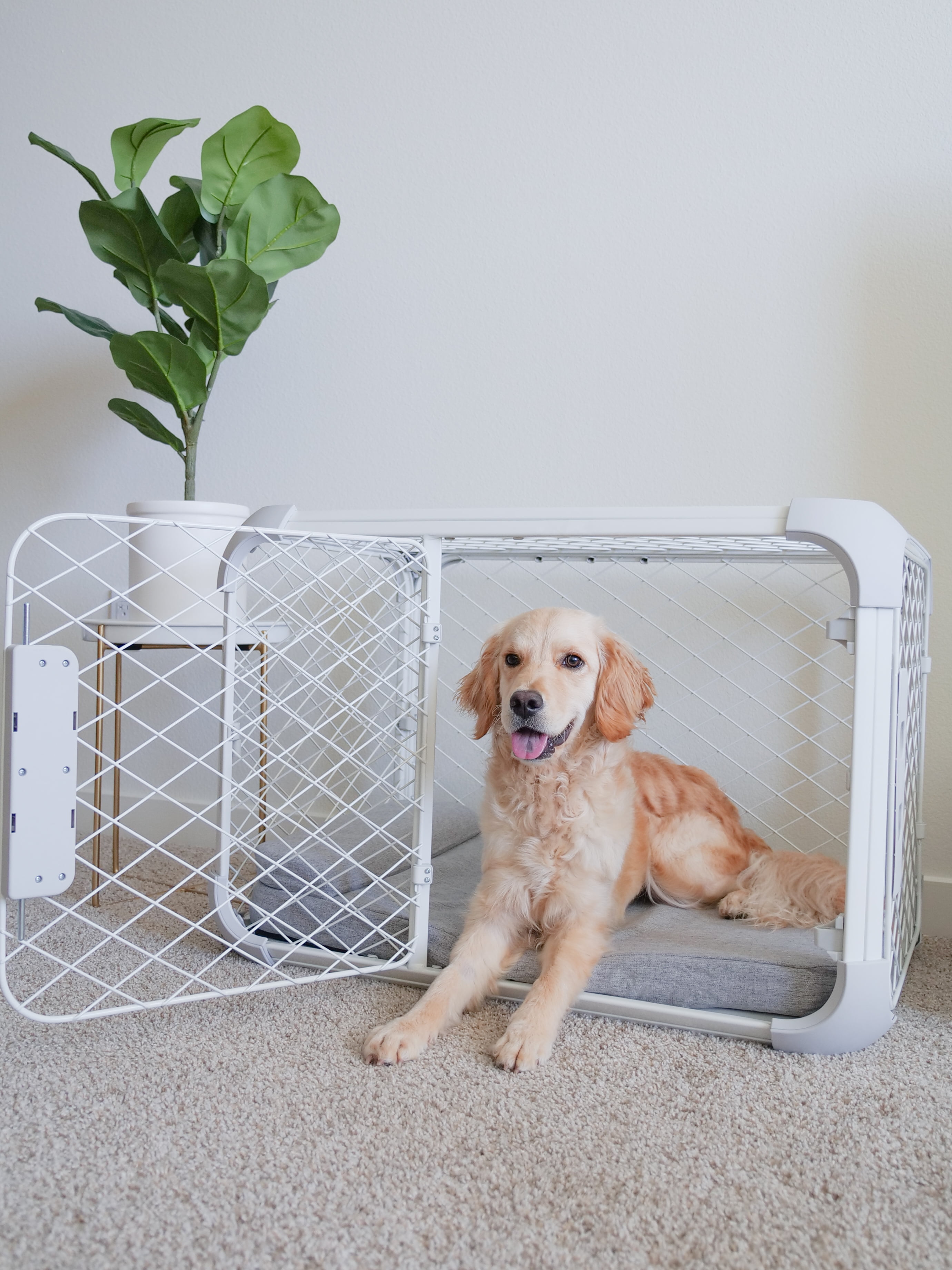 DIGGS Evolv Dog Crate, Safe, Durable Kennel with Removable Ceiling ...