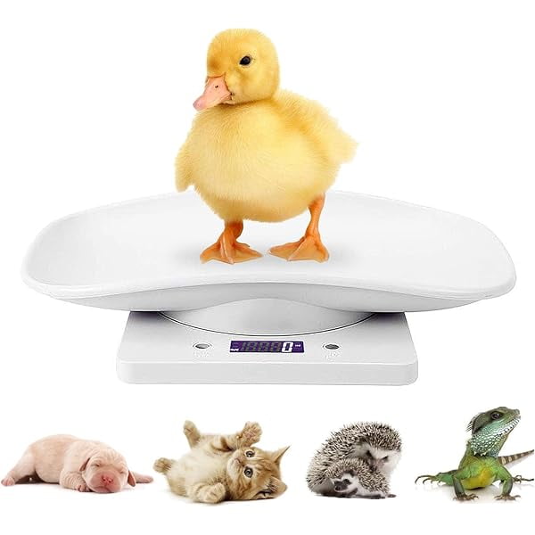 Digital Mini Pet Scale, Small Animal Weight Scale, Portable LCD ...