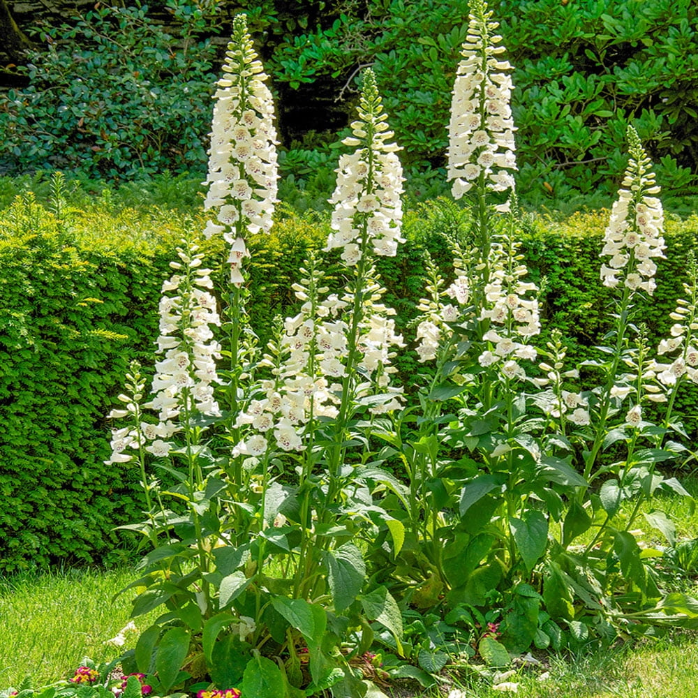 Outsidepride 50 Foxglove Flower Seeds, Camelot Cream, Attracts ...
